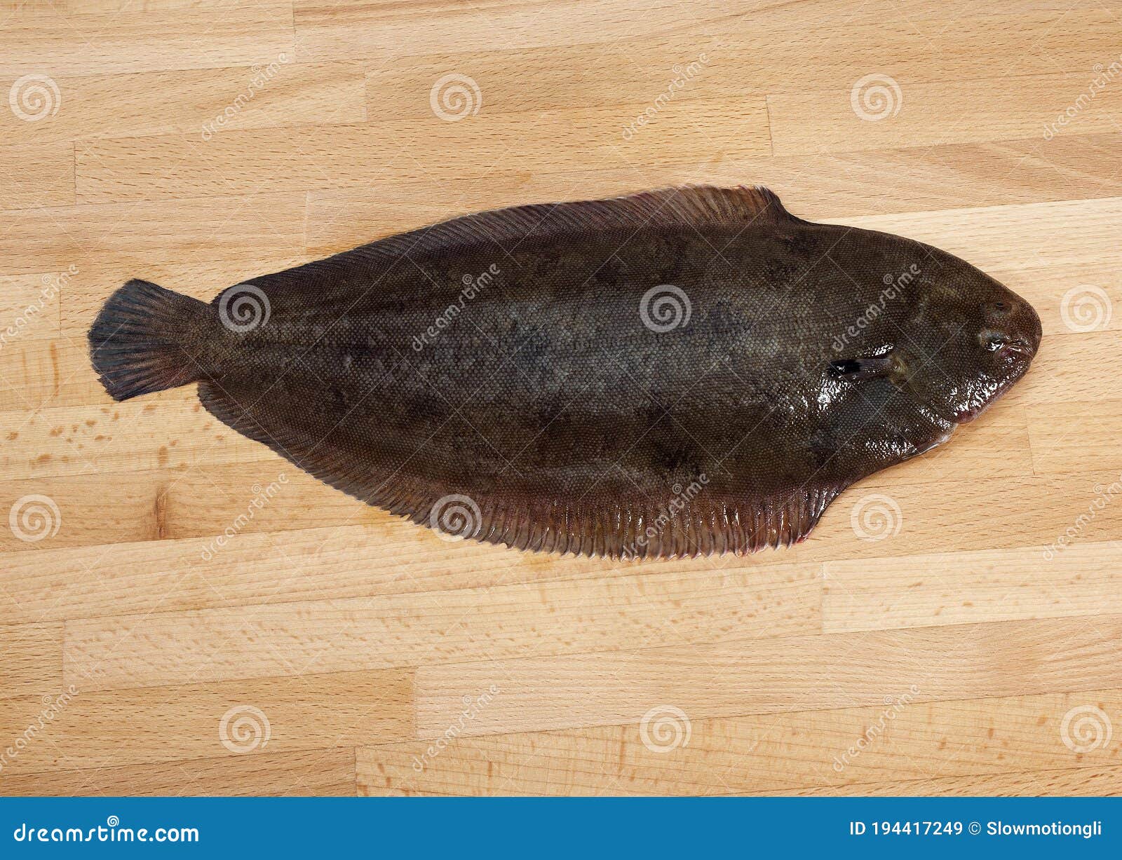 FRESH SOLE FISH Solea Solea Stock Image - Image of still, full: 194417249