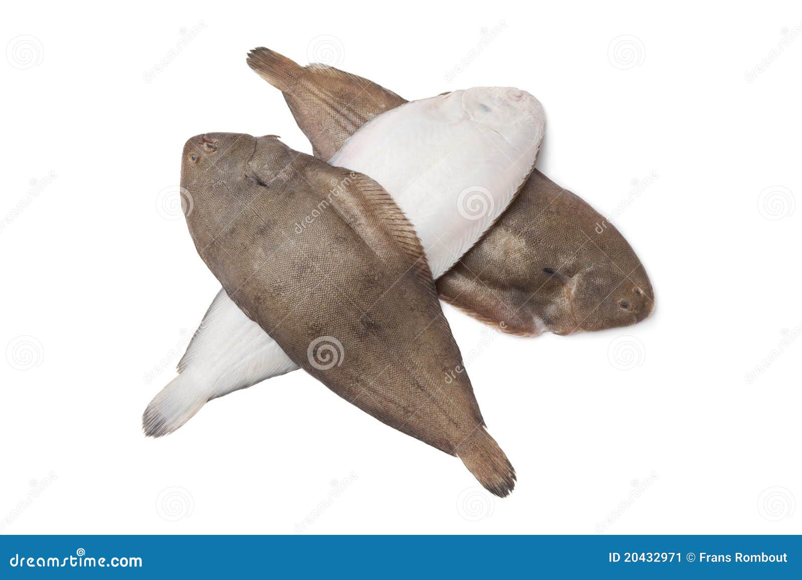 Fresh sole fishes stock image. Image of studio, food - 20432971