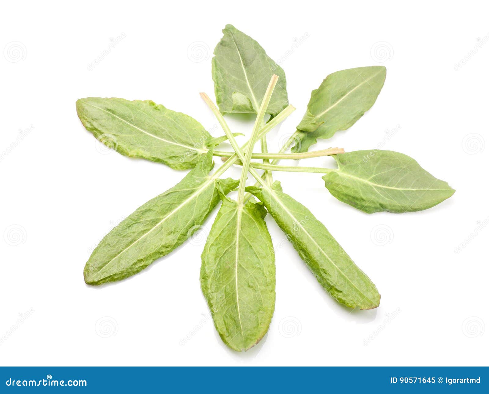 Fresh sorrel isolated stock image. Image of fresh, antioxidant - 90571645