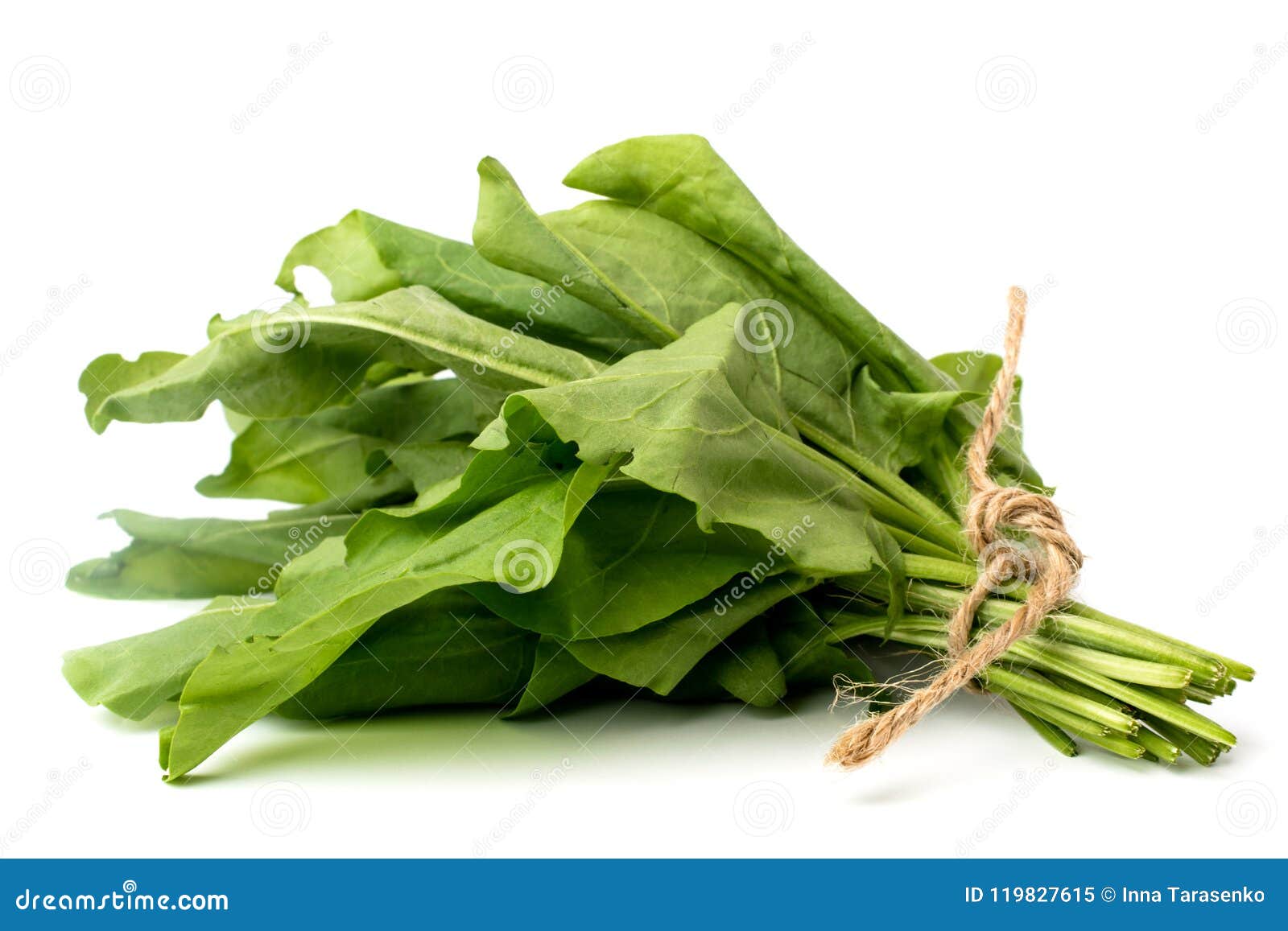 Fresh Sorrel Leaves on a White, Isolated. Close Up. Stock Image - Image ...