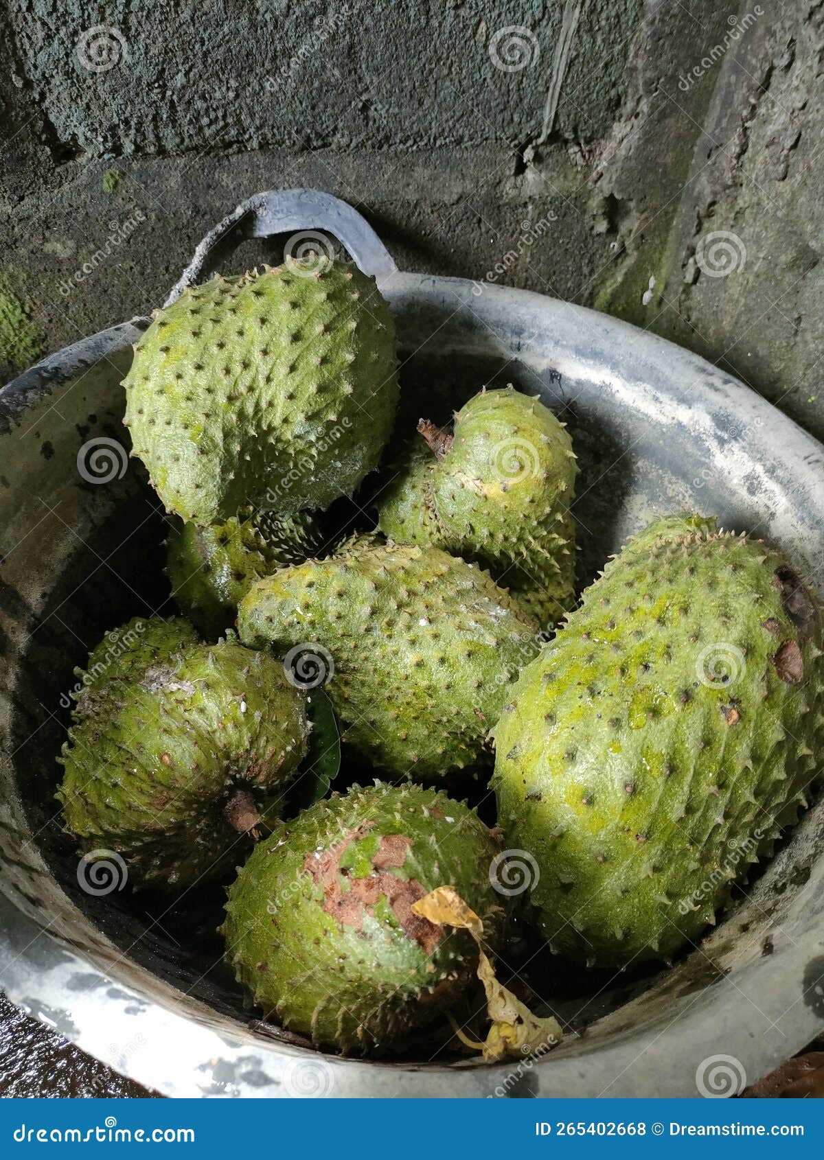 Fresh Soursop Fruit Just Picked from the Garden Stock Photo - Image of ...