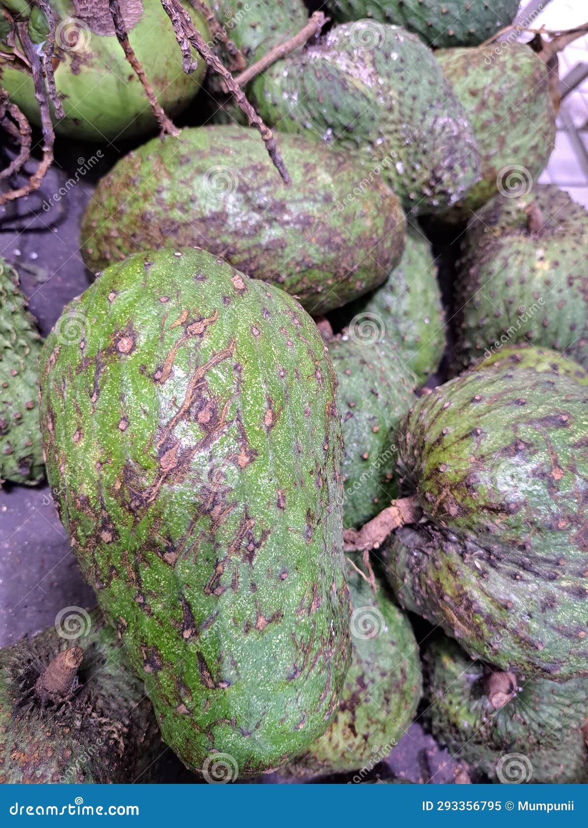 Fresh Soursop Fruit with a Sweet Taste Stock Image - Image of leaf ...