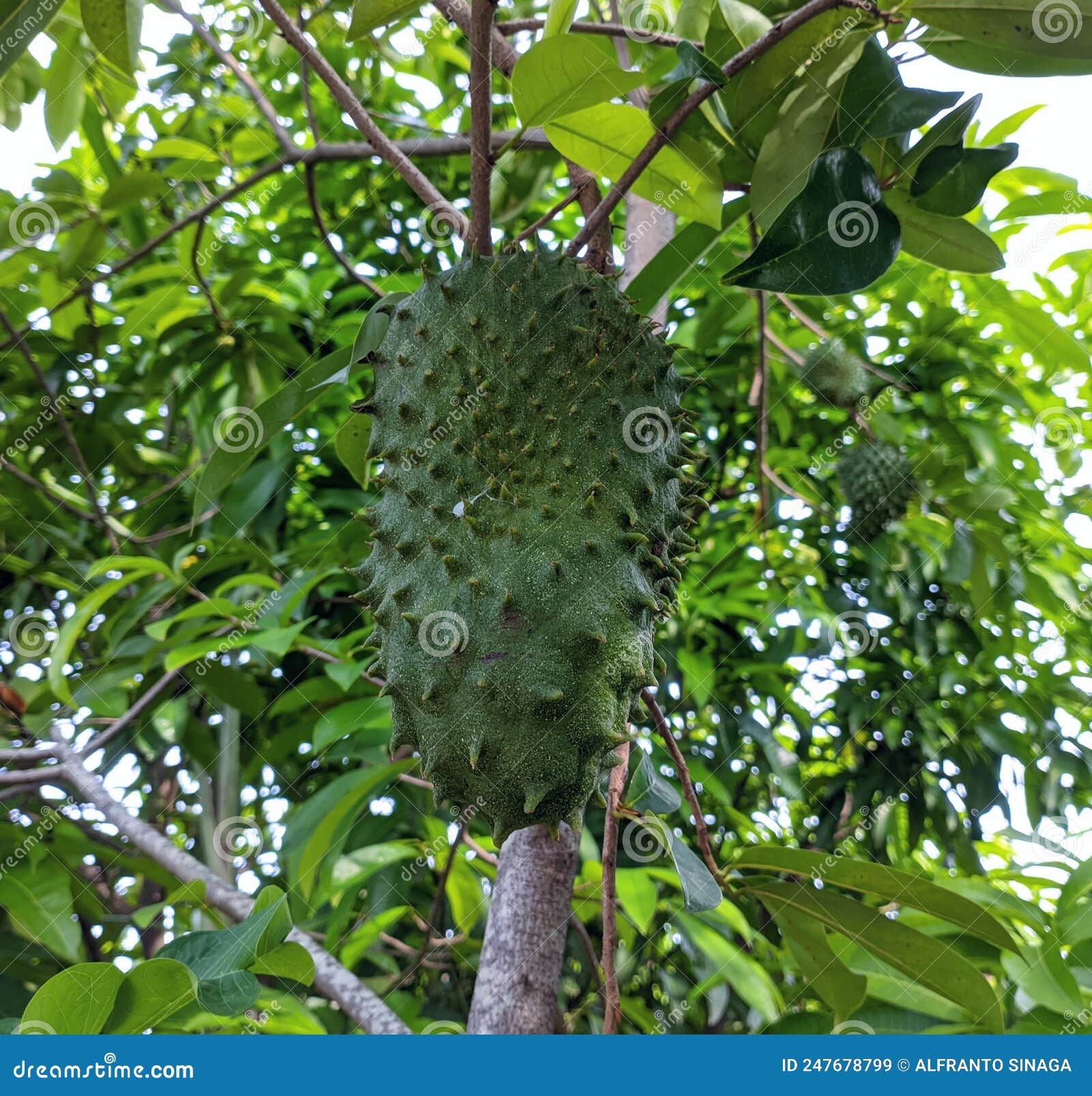 Fresh Soursop Fruit on the Tree Stock Image - Image of fruit, tree ...