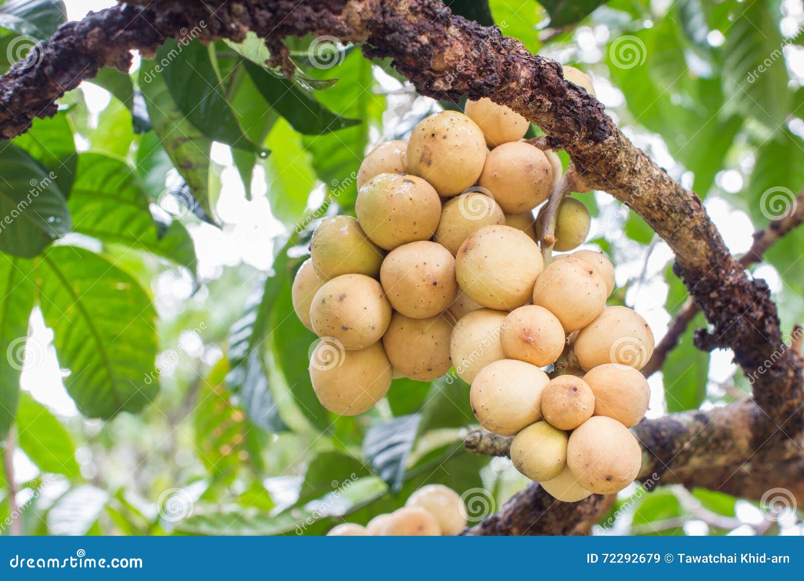 Southern Langsat Longkong Fruit On The Branch In The Garden Royalty ...