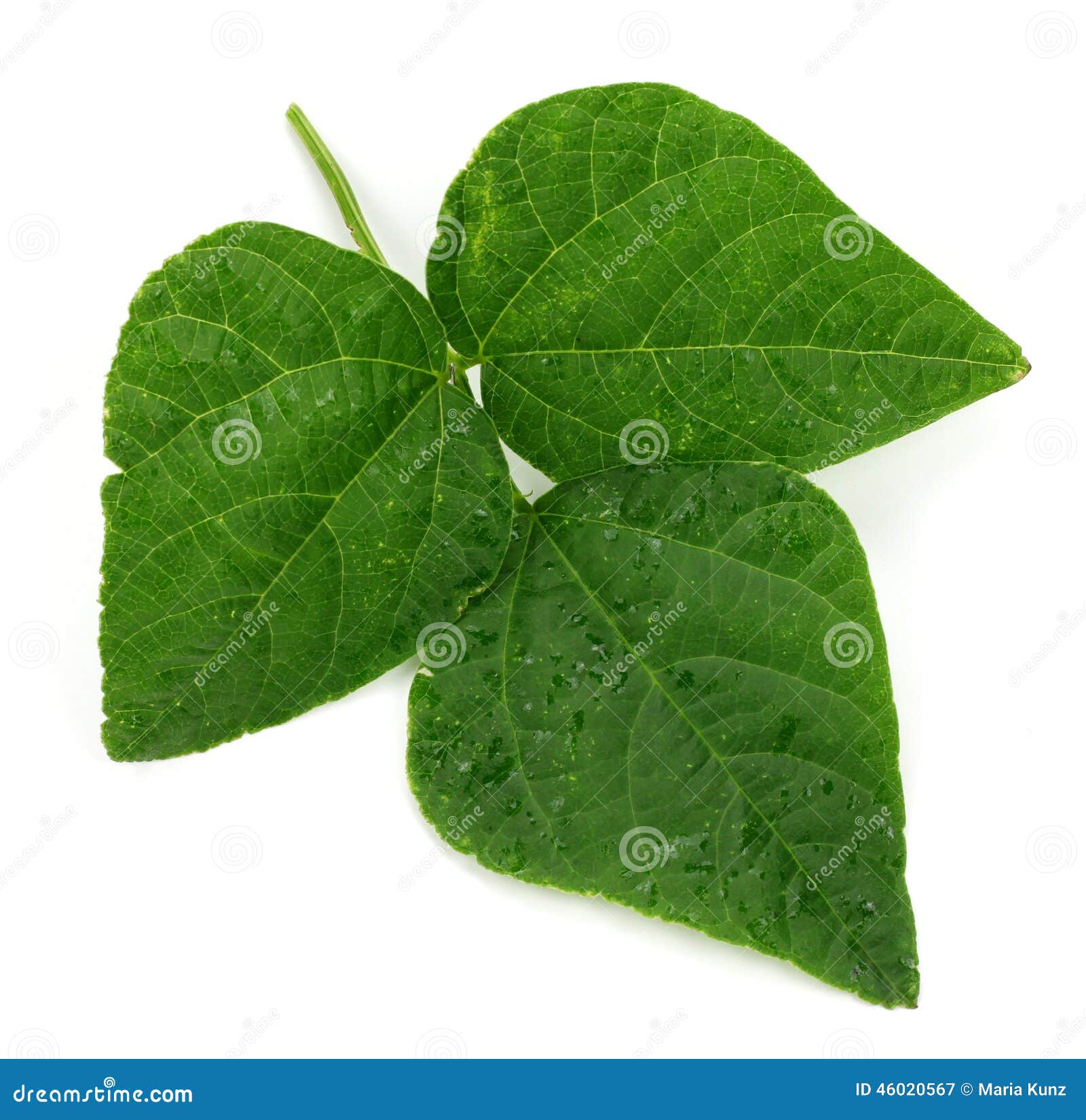 Fresh soy leaves on white stock image. Image of crops - 46020567