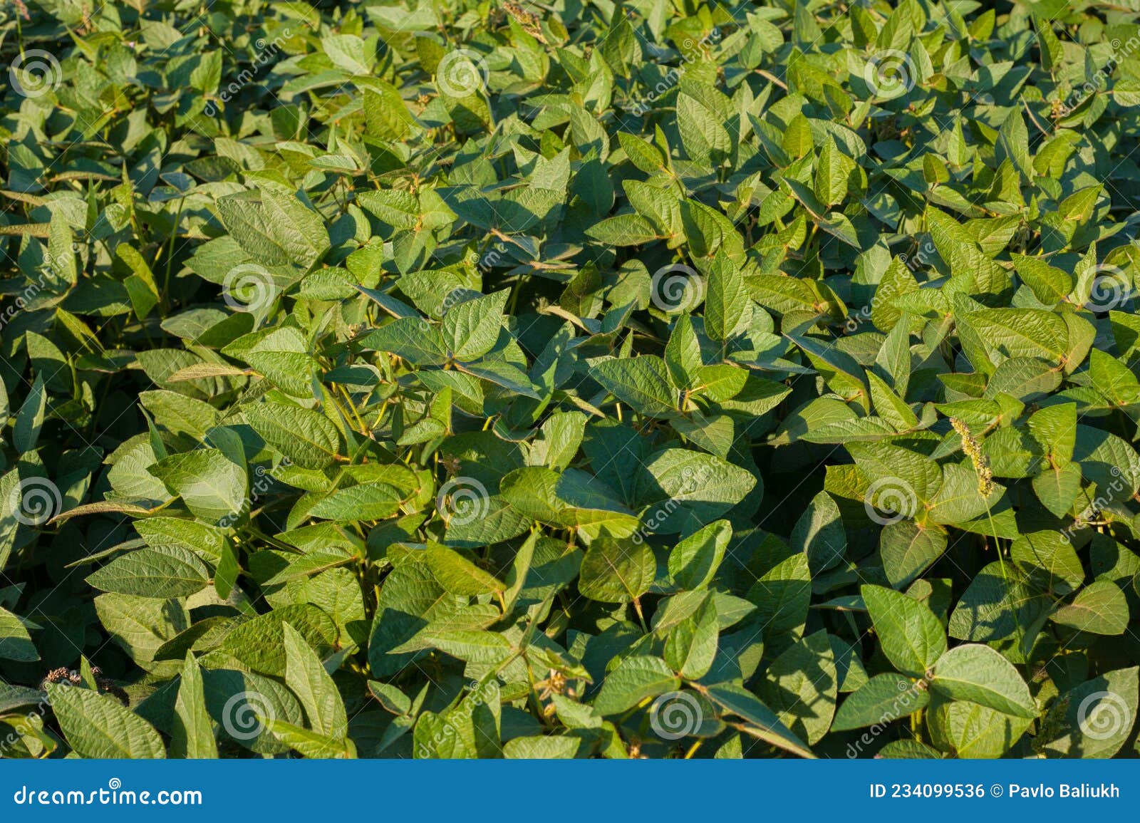 Fresh Soy Leaves, Young Shoots Close Up Stock Photo - Image of leaf ...