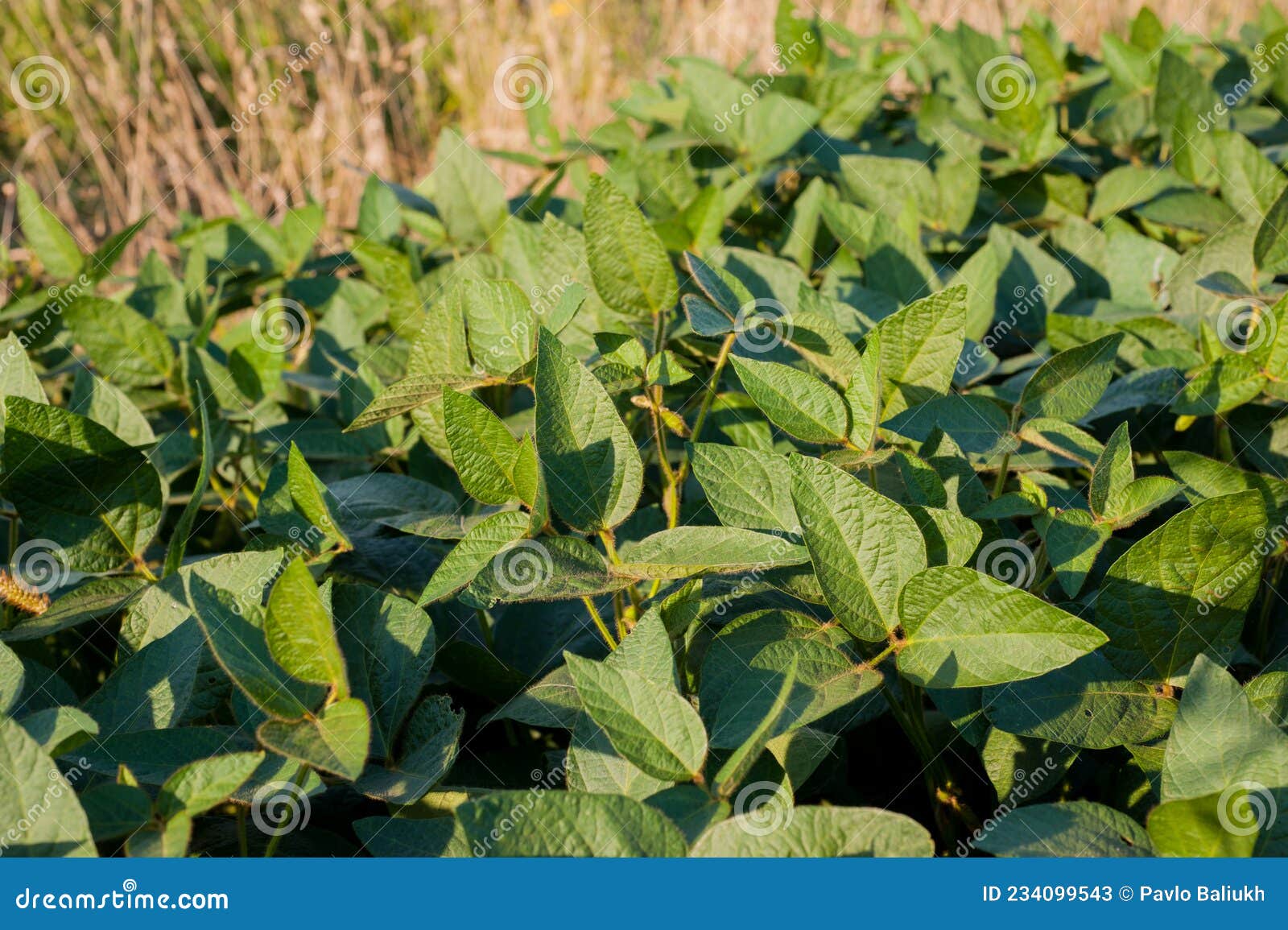 Fresh Soy Leaves, Young Shoots Stock Image - Image of closeup, legume ...