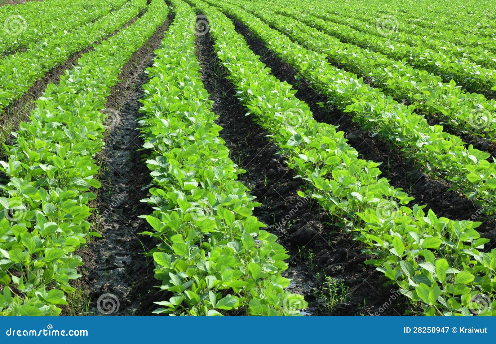 Fresh soybean field stock image. Image of field, fresh - 28250947