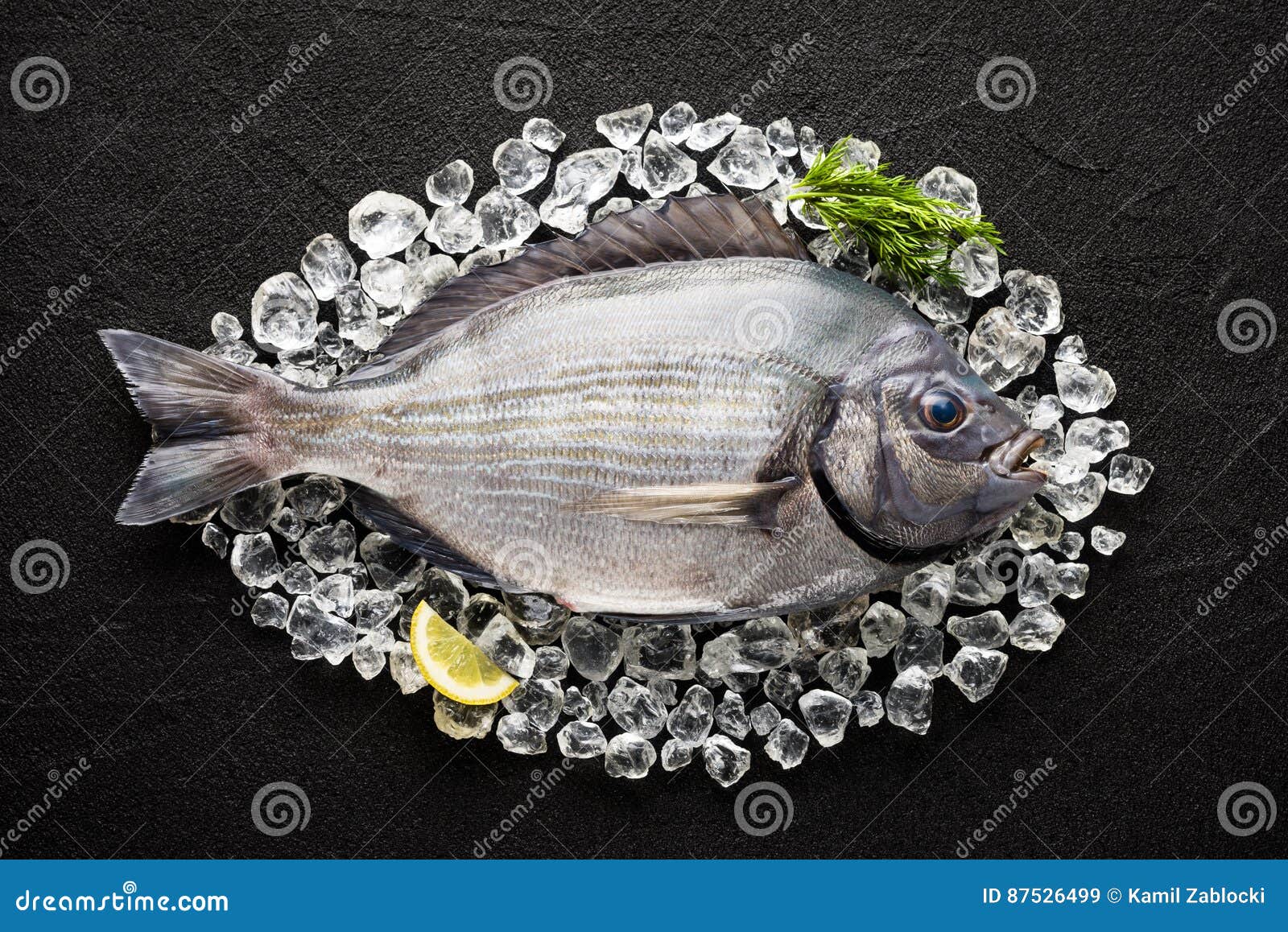 Fresh Spanish Bream Fish Sargo on Ice Stock Image - Image of animal ...