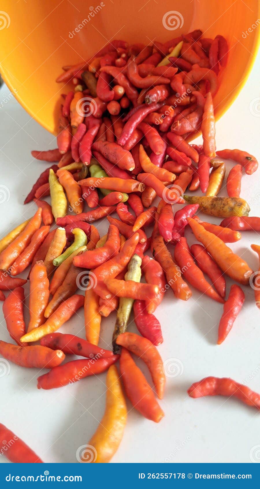 Fresh Spicy Chili Bird or Cabai Rawit Stock Photo - Image of chili ...