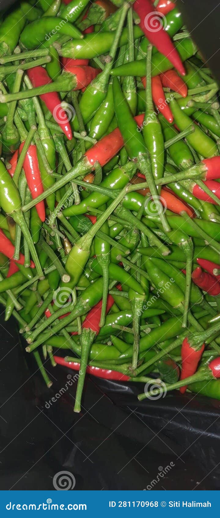 Fresh and Spicy Indonesian Cayenne Pepper Stock Photo - Image of ...