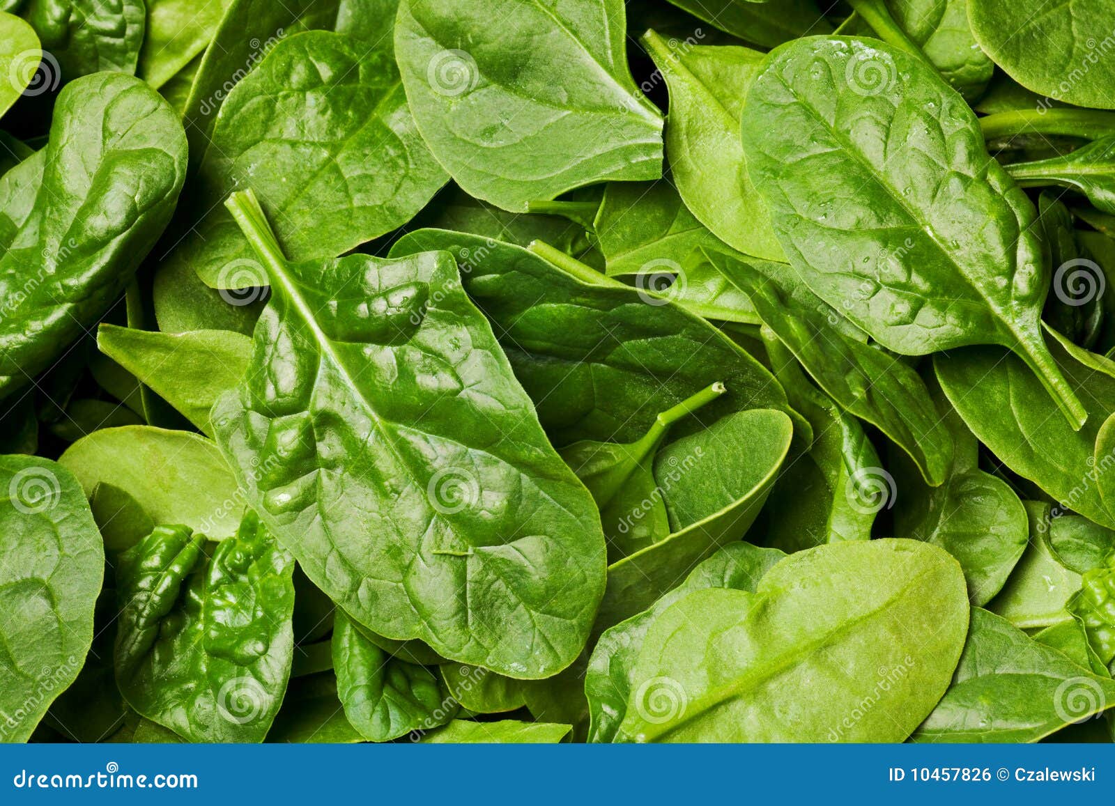 Fresh spinach stock photo. Image of leaf, vegetarian - 10457826