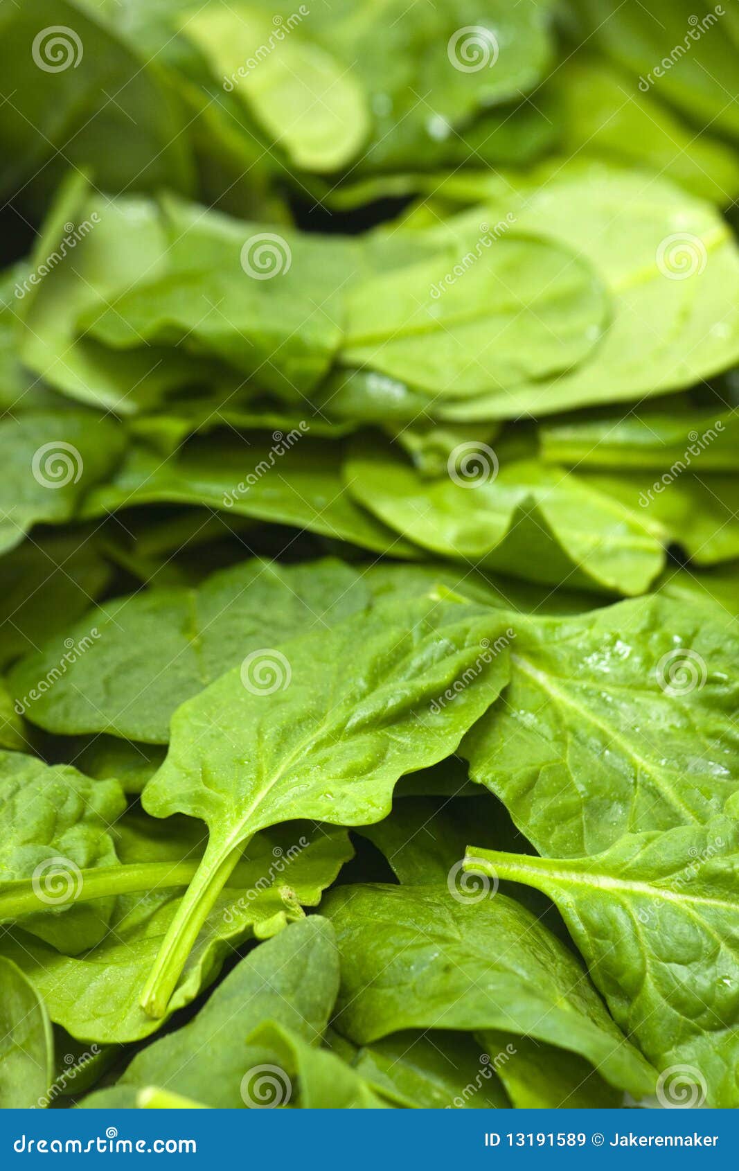 Fresh spinach stock image. Image of good, great, consume - 13191589