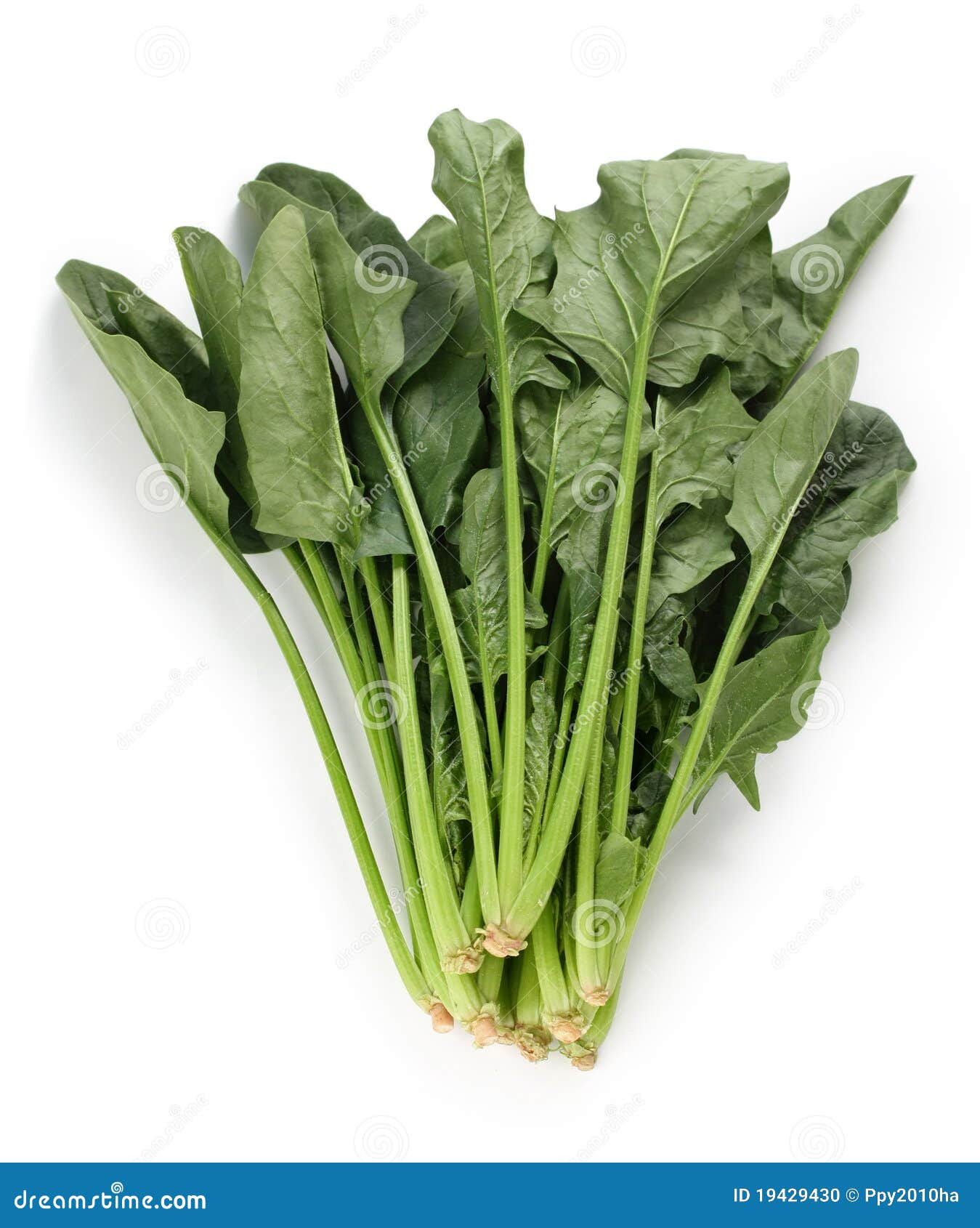 Fresh spinach stock photo. Image of ingredient, isolated - 19429430
