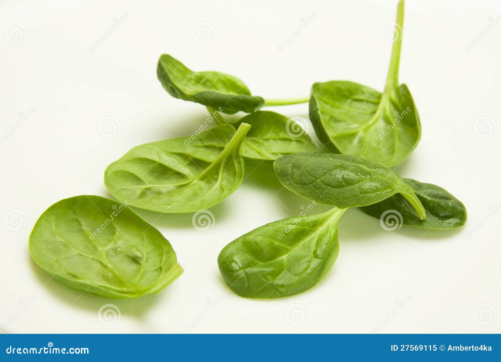 Fresh spinach stock image. Image of fresh, spinach, foliage - 27569115