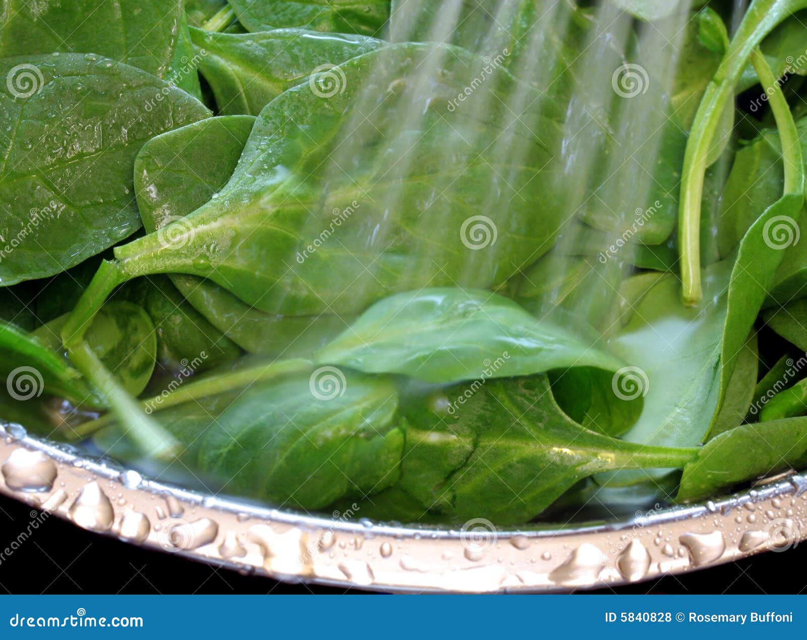 Fresh Spinach Being Washed stock photo. Image of leaf - 5840828
