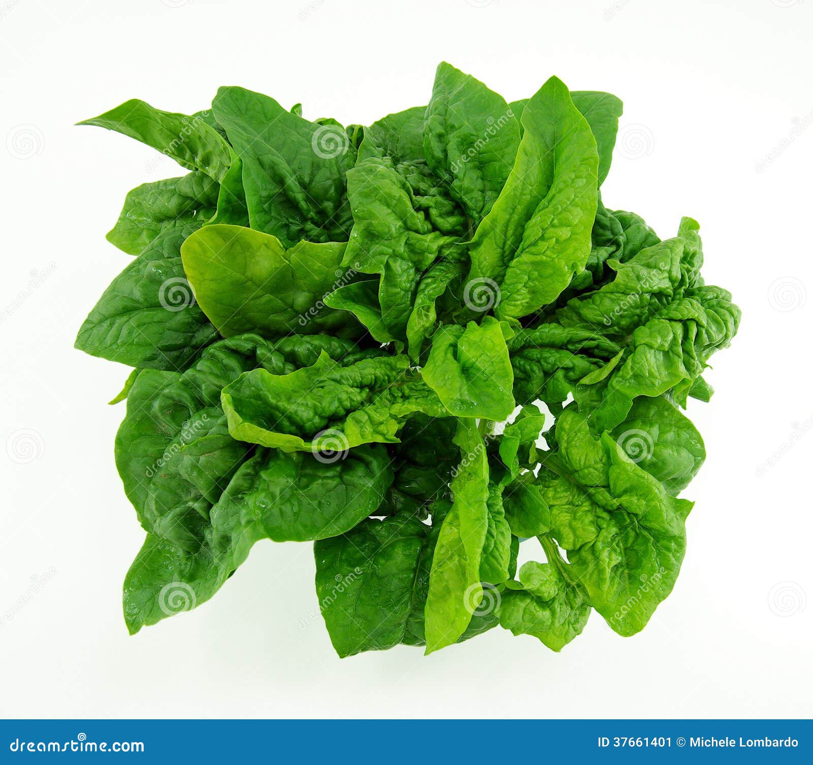 Fresh spinach stock image. Image of health, iron, bunches - 37661401