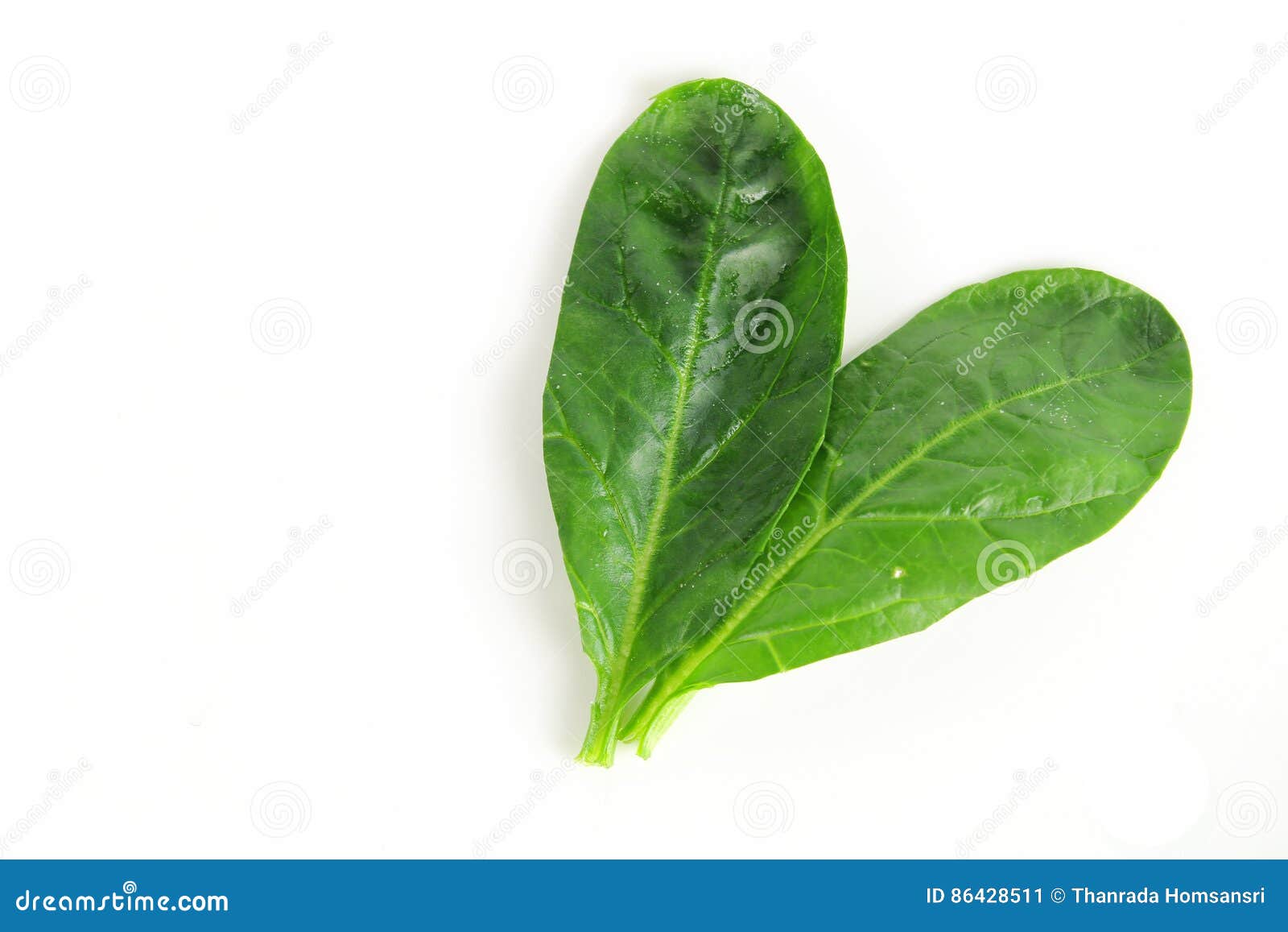 Fresh Spinach, High Protein Stock Image - Image of green, delicious ...