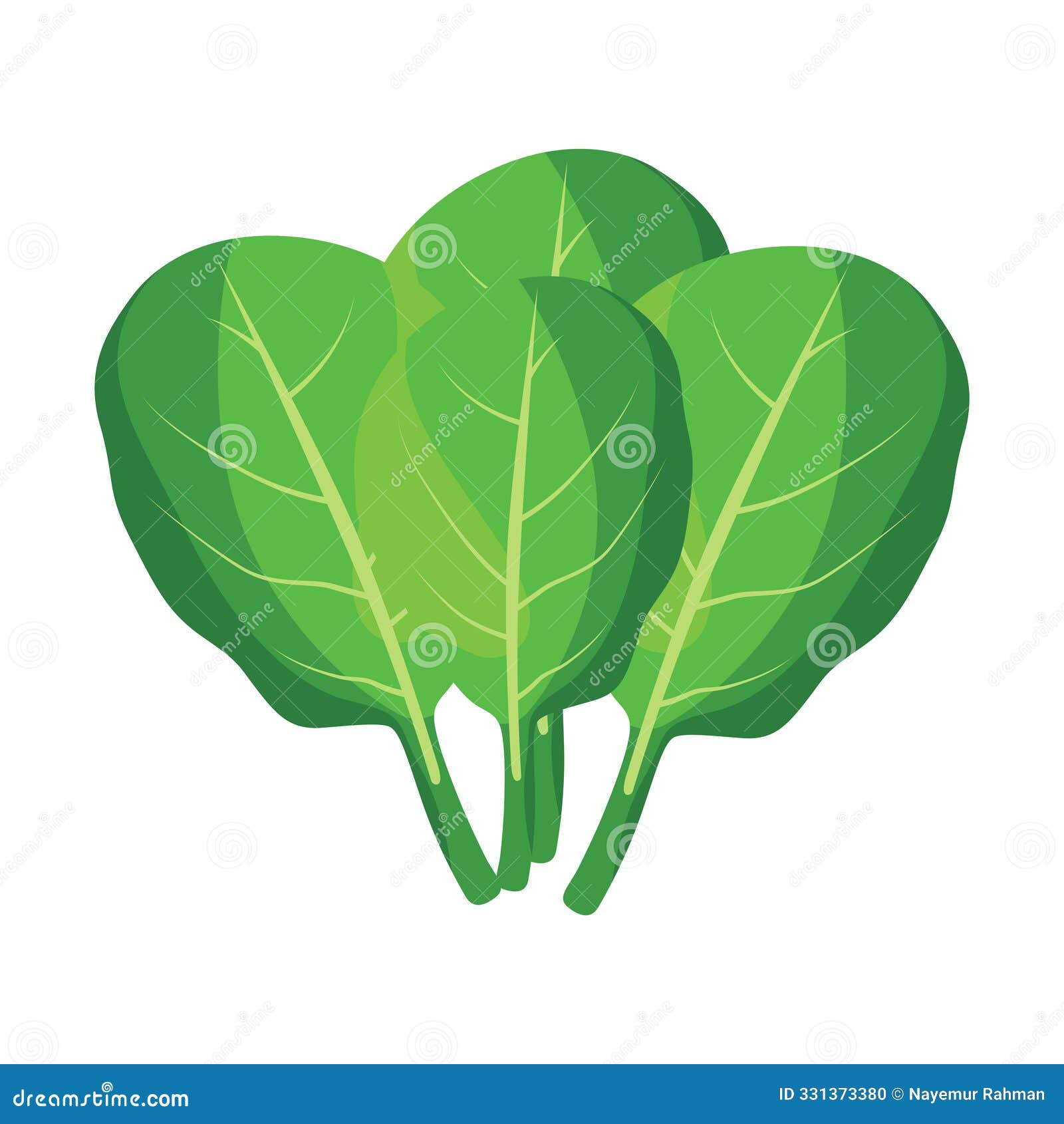 Fresh Spinach Leaves Realistic Vector Illustration on White Stock ...