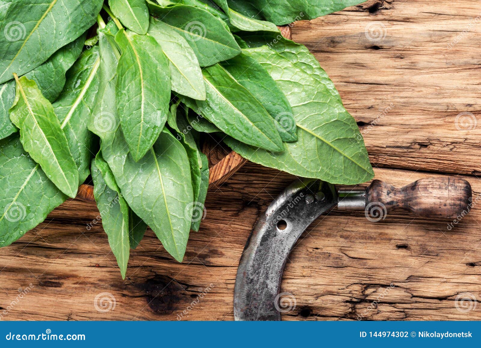 Bundle of fresh spinach stock photo. Image of leaf, natural - 144974302