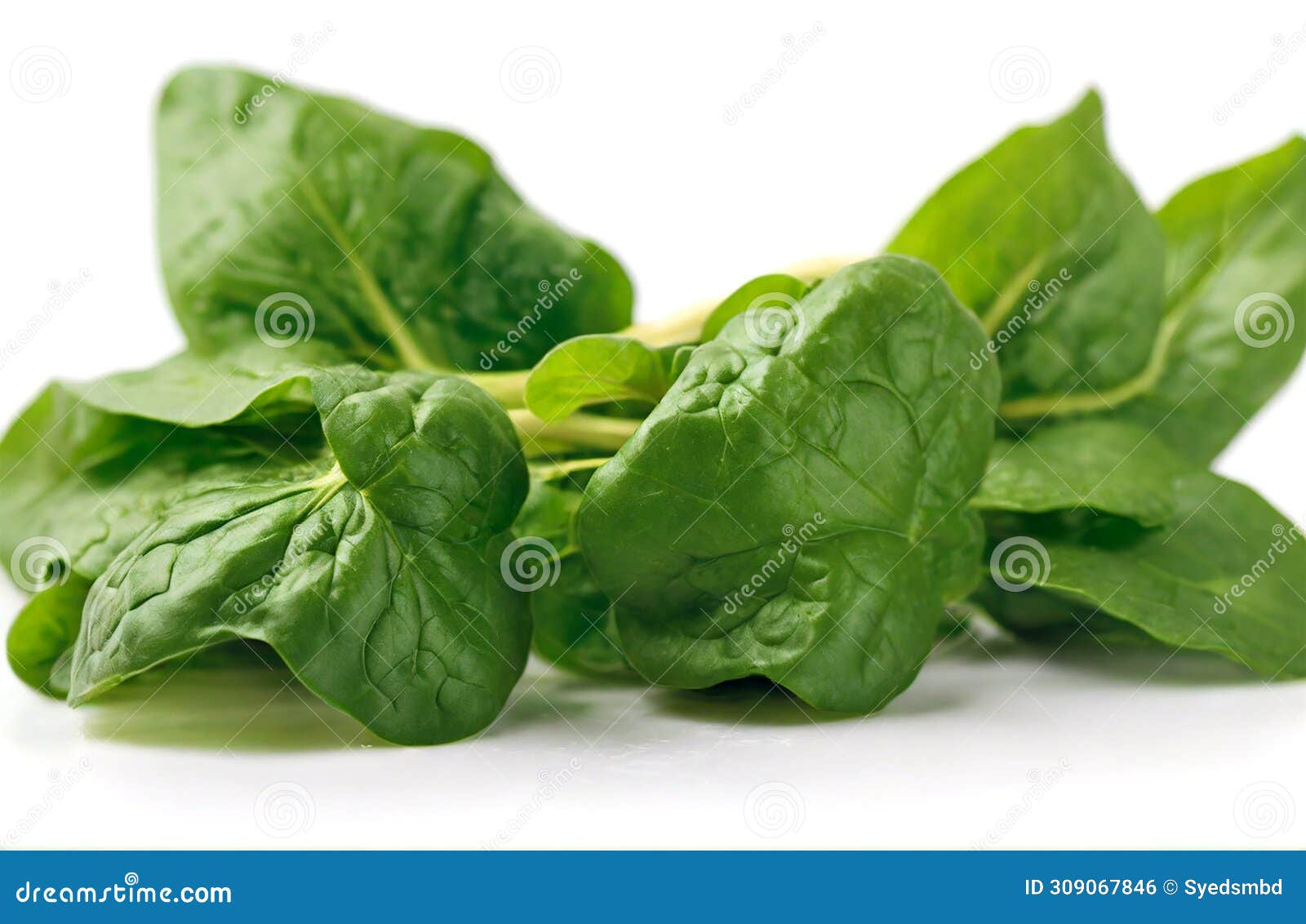 Fresh Spinach with Root, Cut Out on White Transparent Background Stock ...
