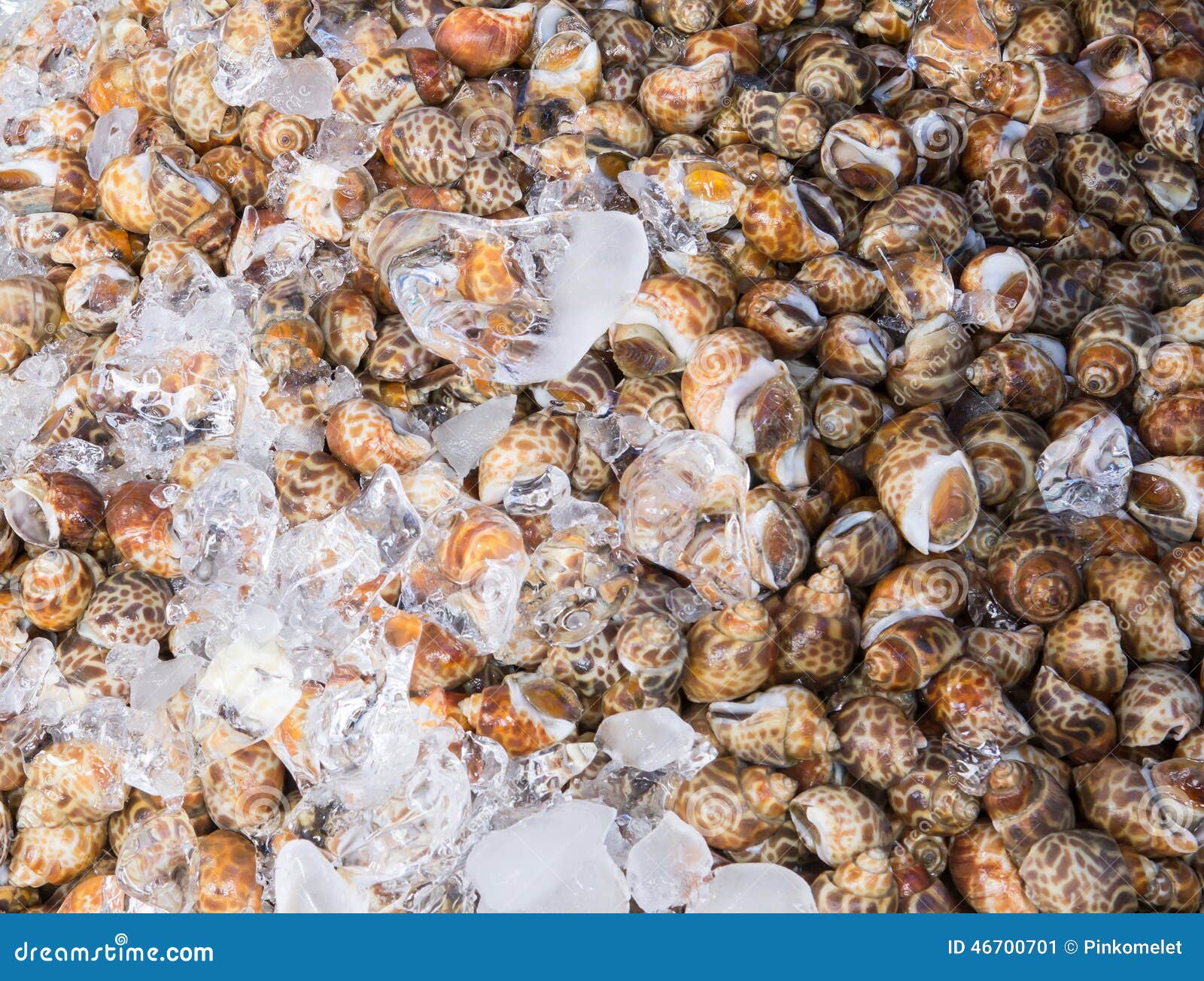 Spotted Babylon In Plastic Container. Stock Photography | CartoonDealer ...