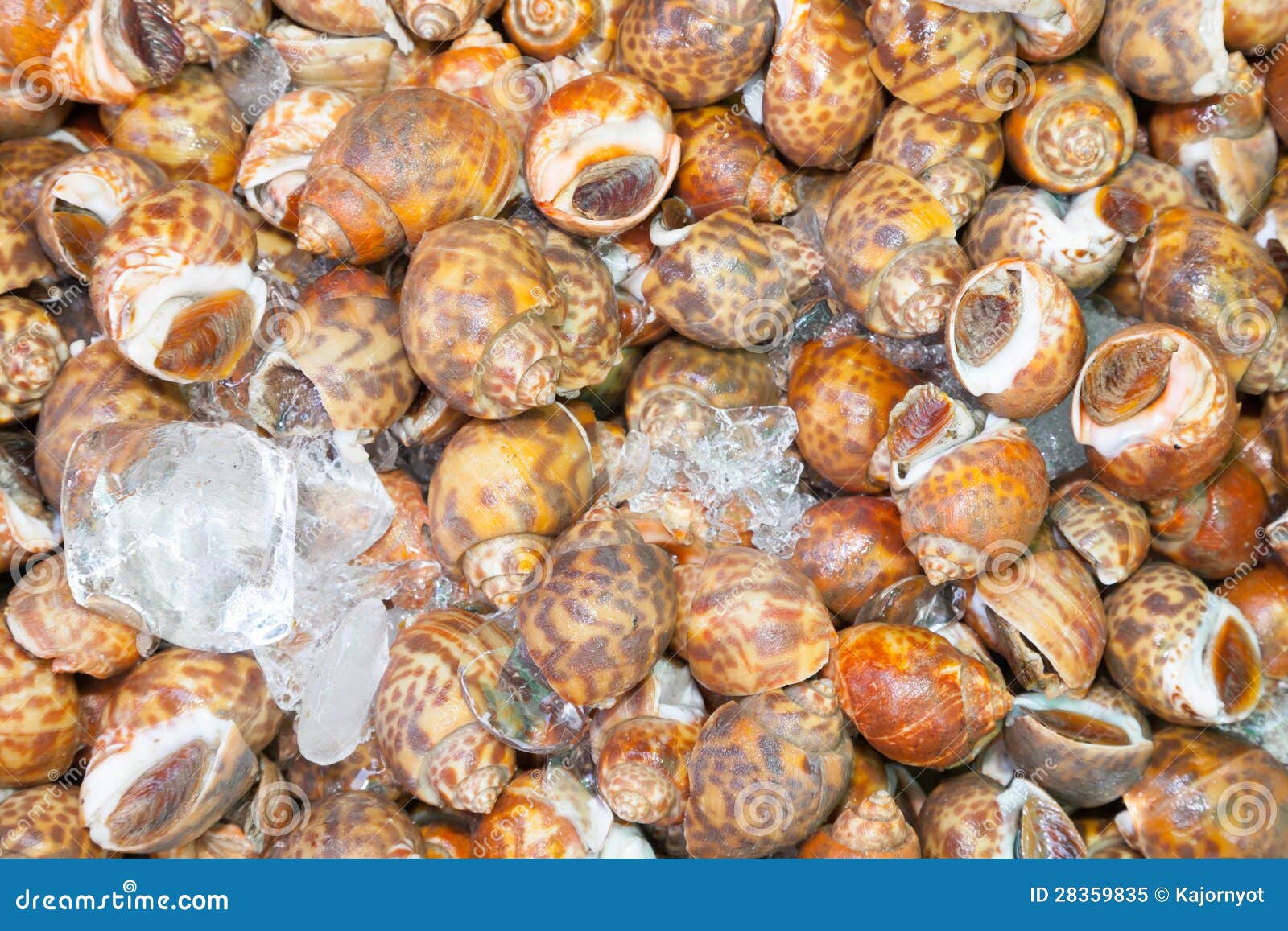 Fresh Spotted Babylon Snails And Escargots Royalty-Free Stock Photo ...