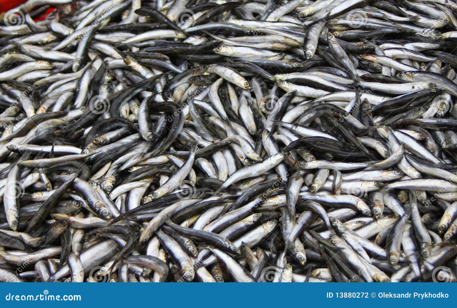 Fresh sprats stock photo. Image of gray, anchovy, bristling - 13880272