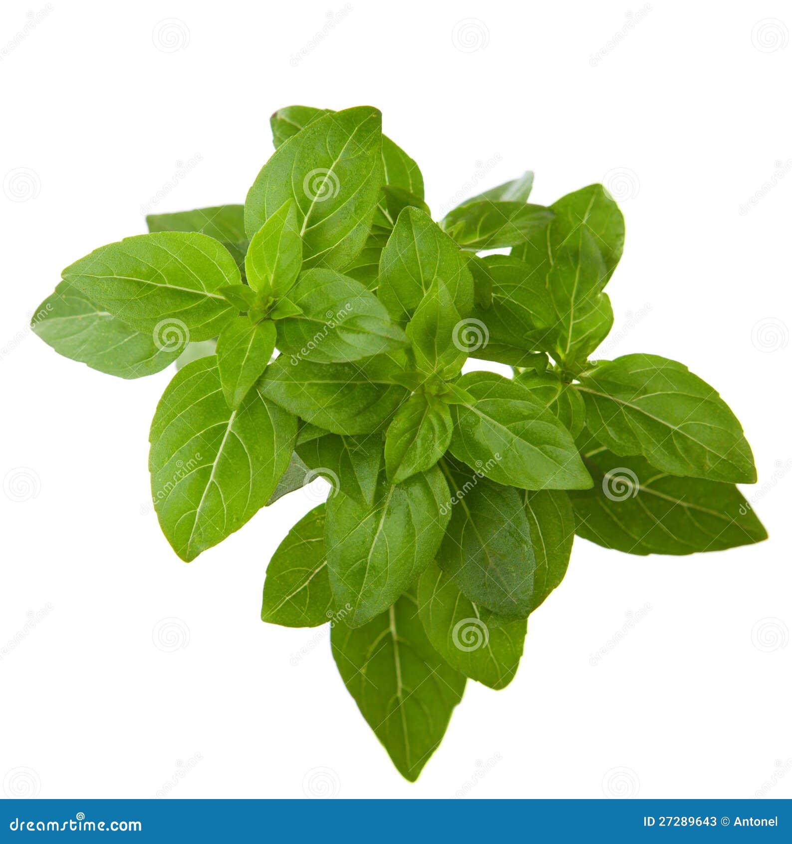 Fresh sprig of basil stock image. Image of closeup, freshpicked - 27289643