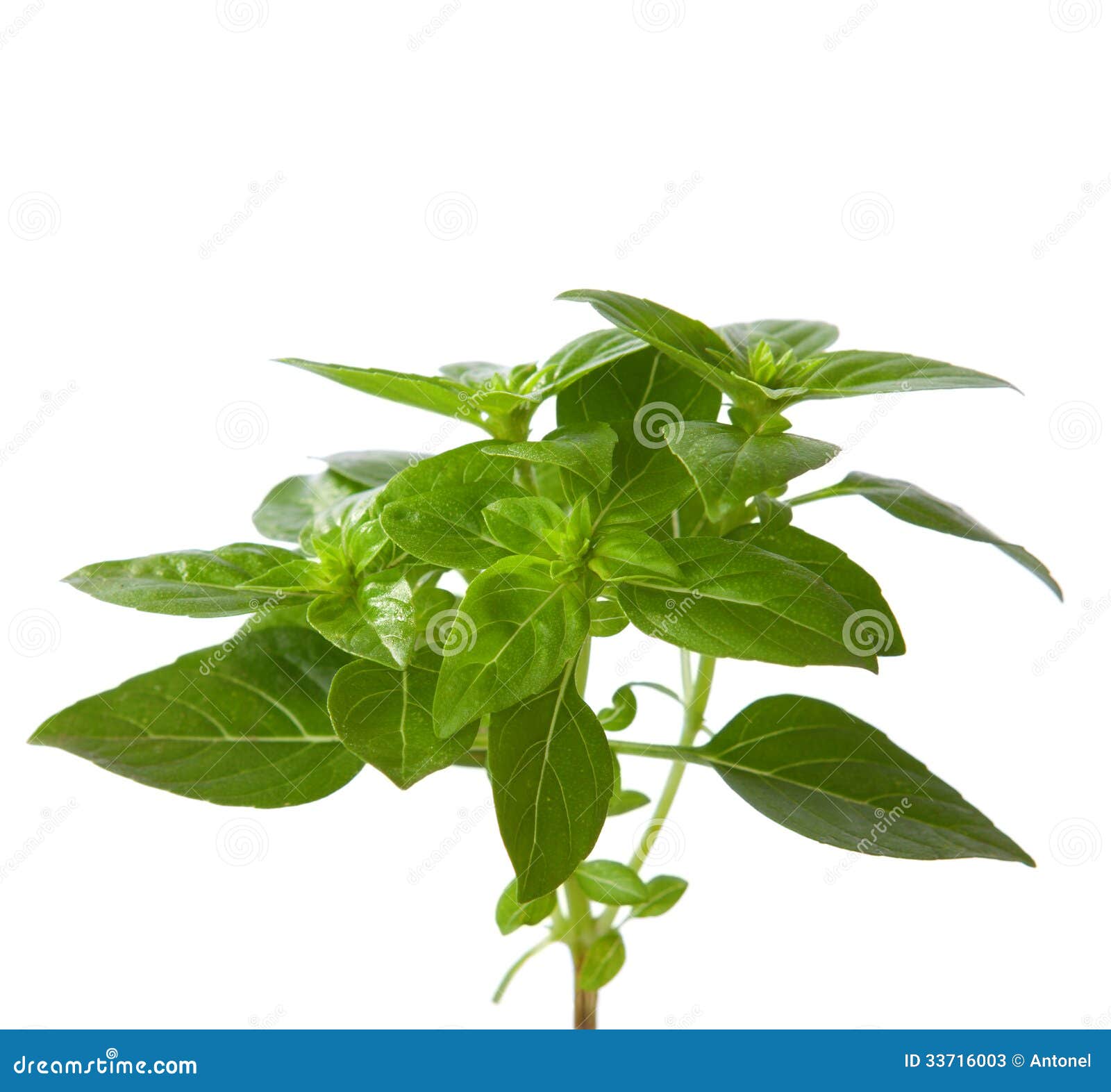 Fresh sprig of basil stock image. Image of organic, front - 33716003