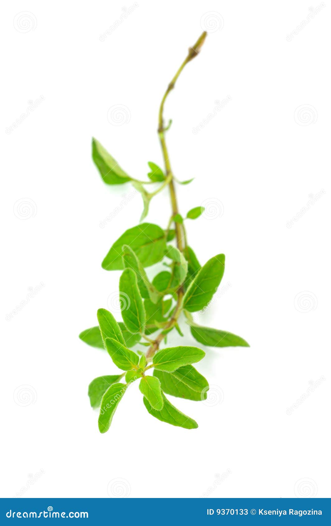 Fresh Sprig of Oregano Herb Stock Image - Image of aromatic, herb: 9370133