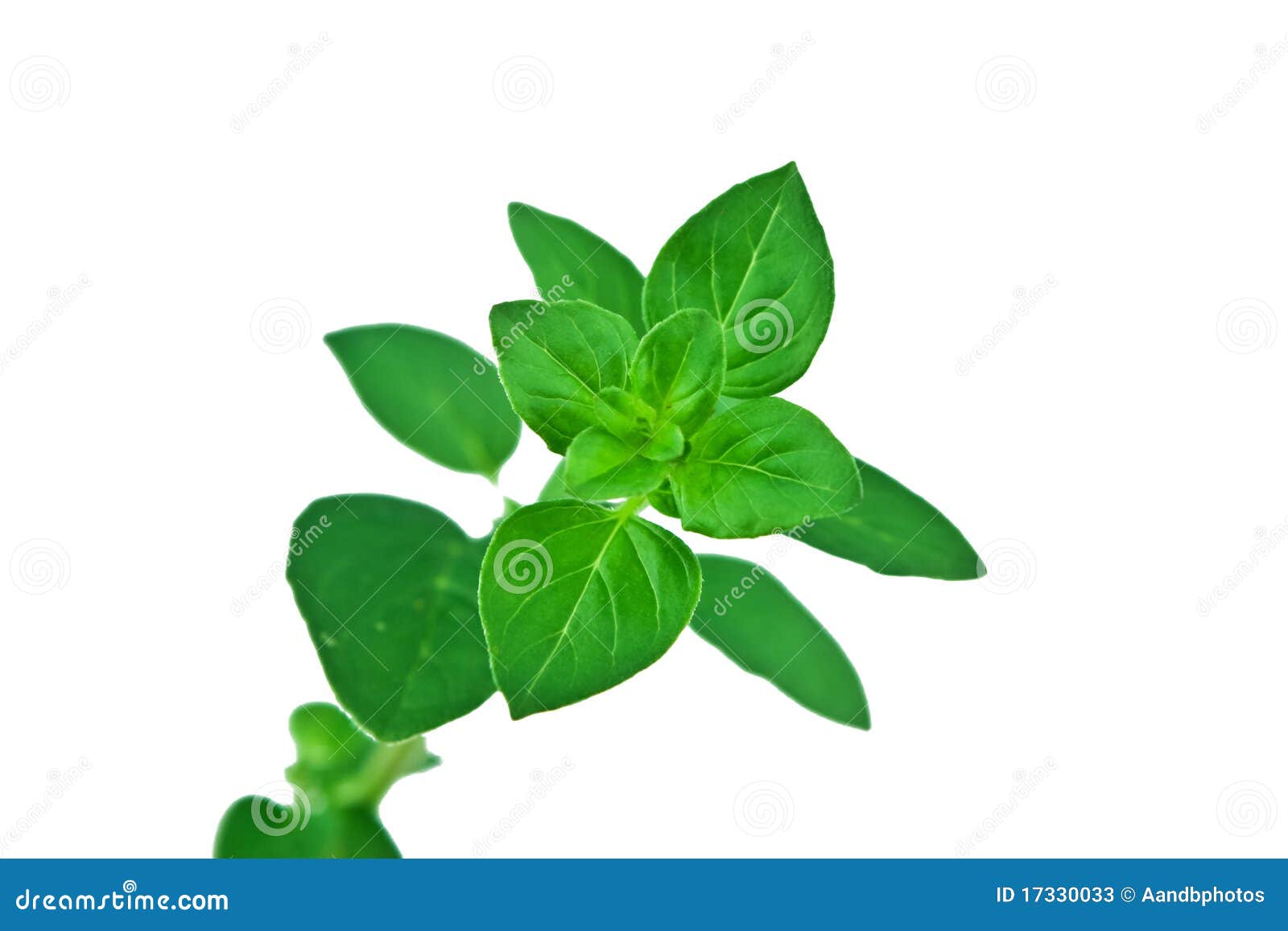 Fresh Sprig of Oregano Leaves Isolated Over White Stock Image - Image ...