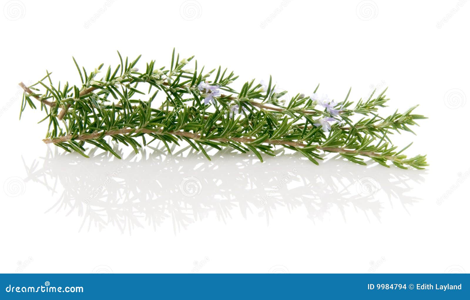 Fresh Sprigs of Rosemary Herbs for Cooking Stock Photo - Image of ...