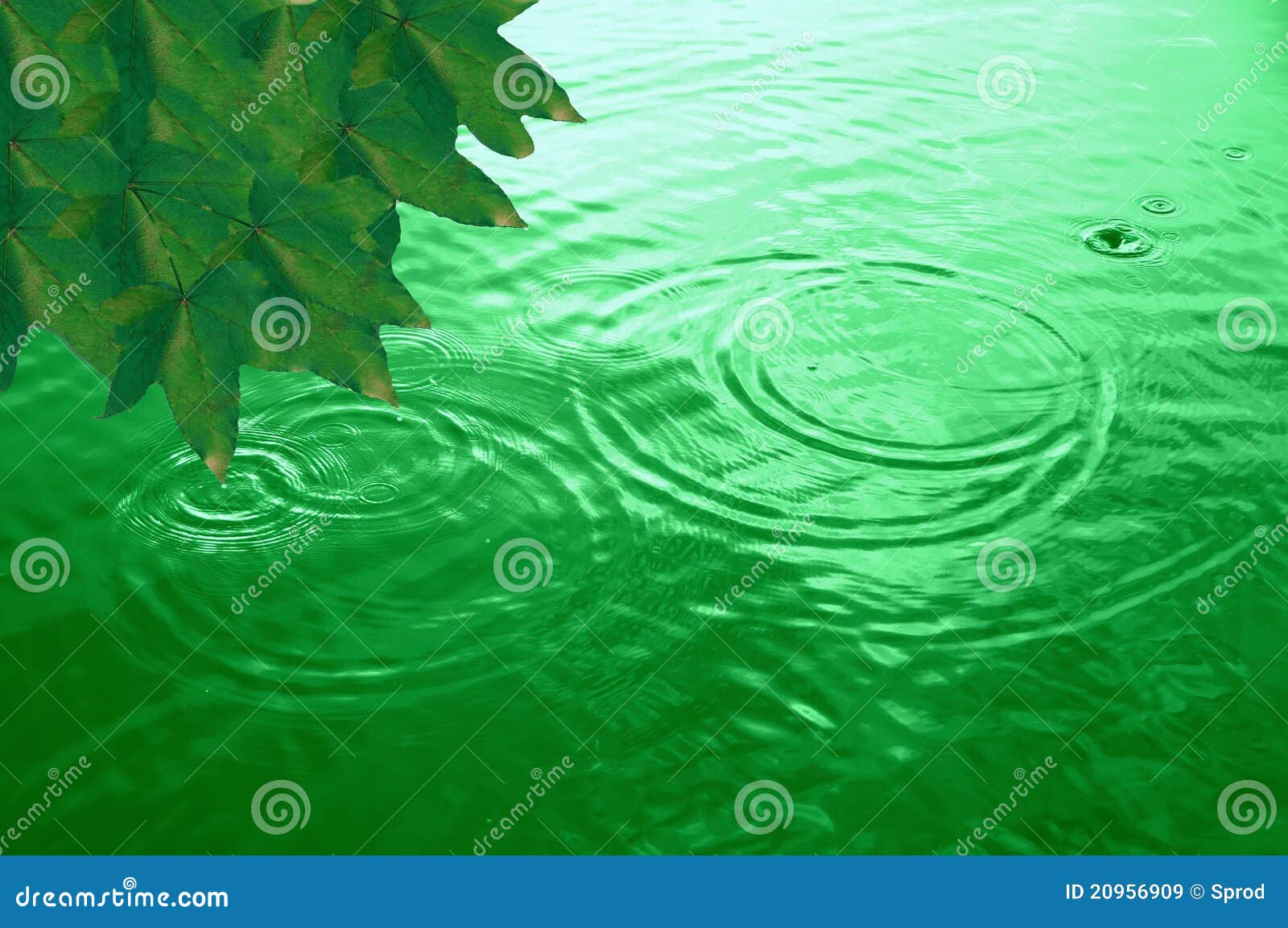 Fresh spring stock image. Image of rain, spring, nature - 20956909