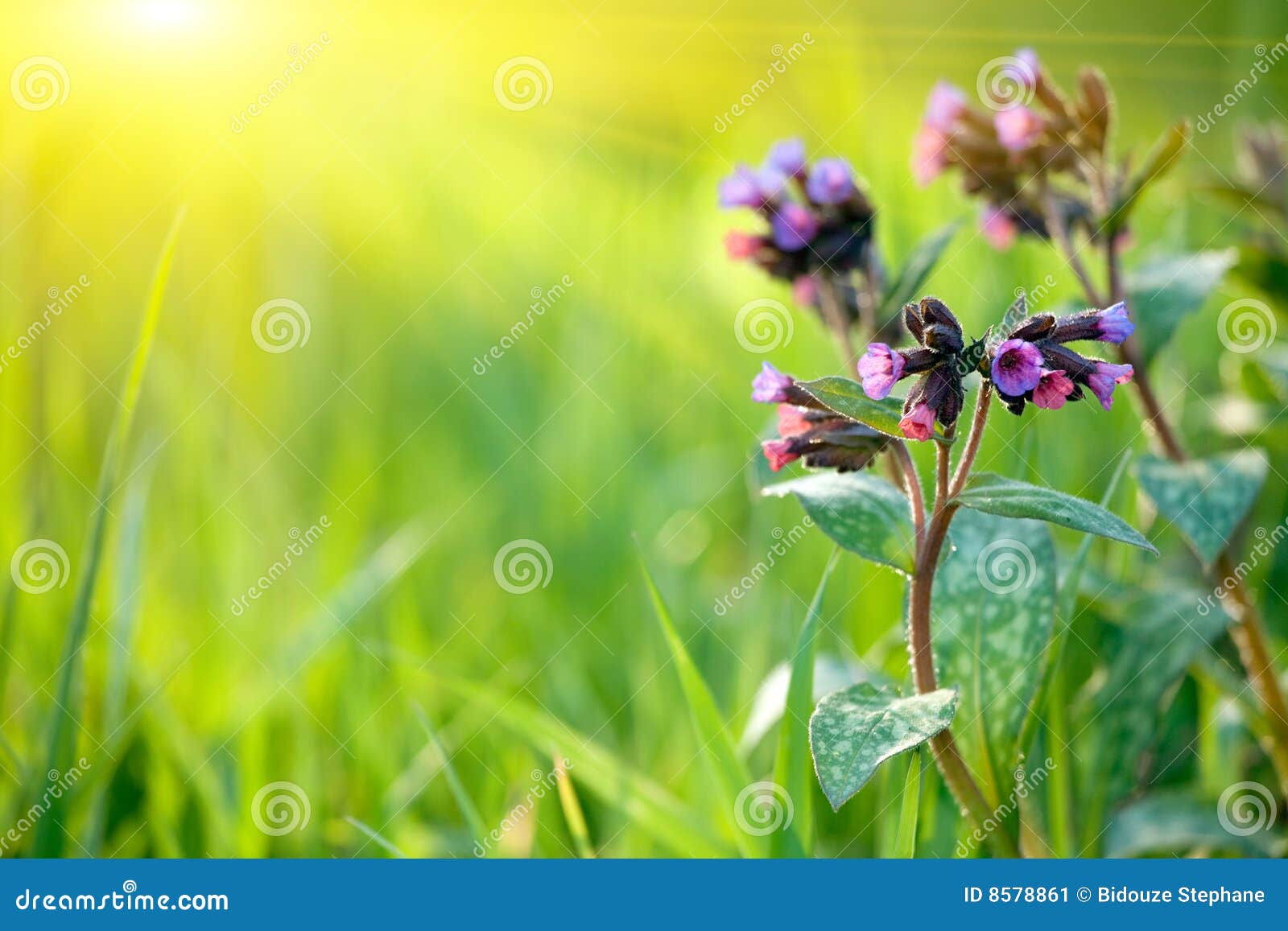 Fresh spring background stock image. Image of meadow, fresh - 8578861