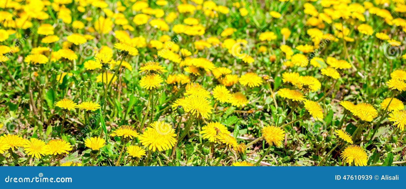 Fresh Spring Background of Field Yellow Dandelions Flower Stock Image ...