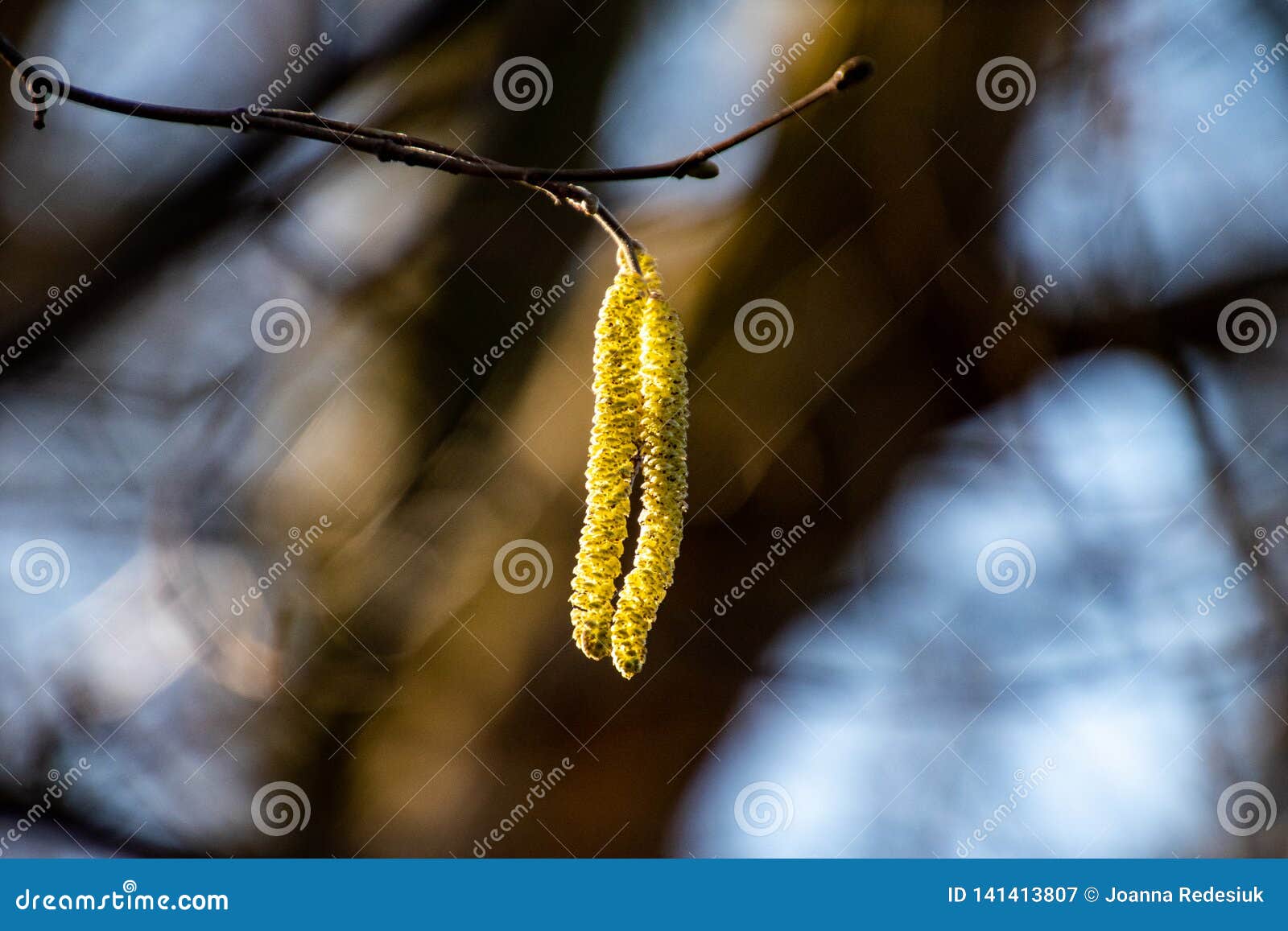 Fresh Spring Blooming Tree Branches in the Cold March Sun Stock Image ...