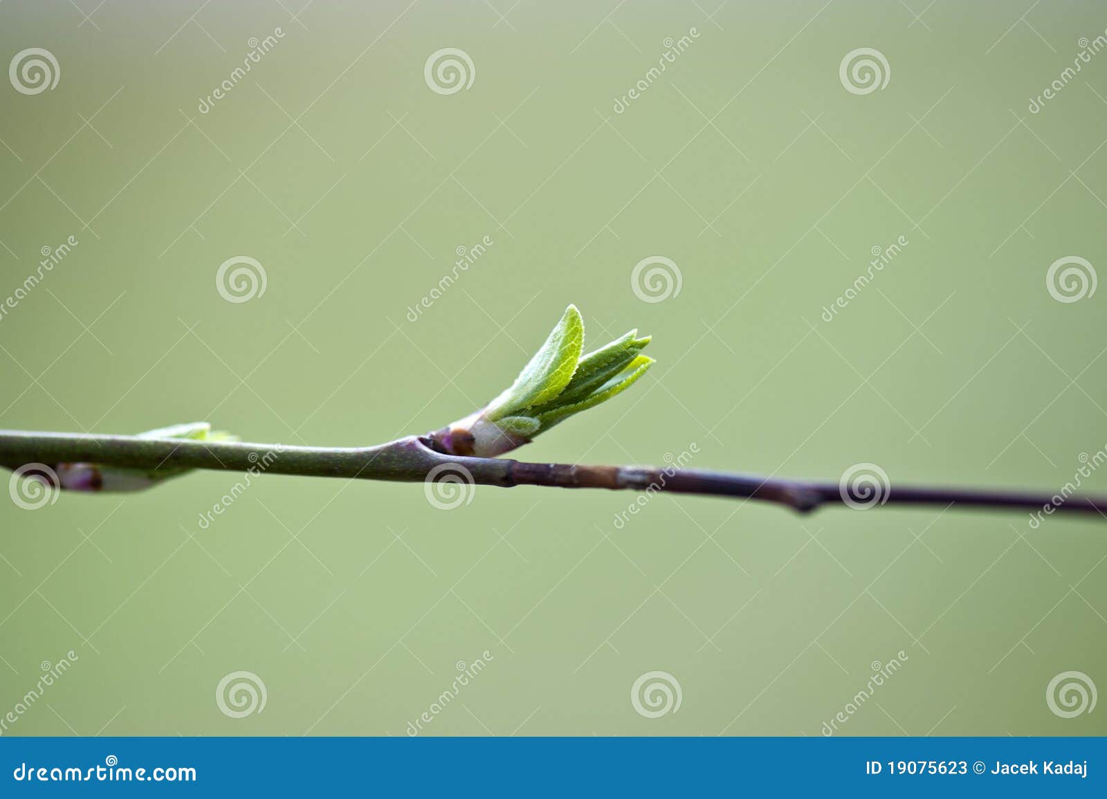 Fresh spring bud stock image. Image of beginning, close - 19075623