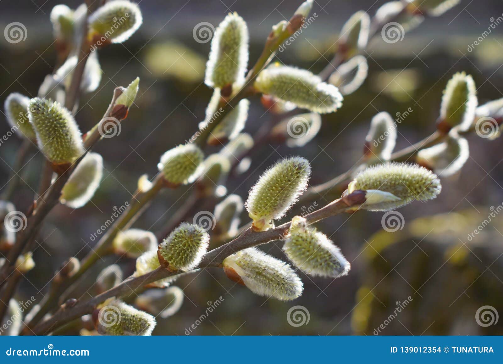 Fresh Spring Catkin Branches Stock Photo - Image of beautiful, branches ...