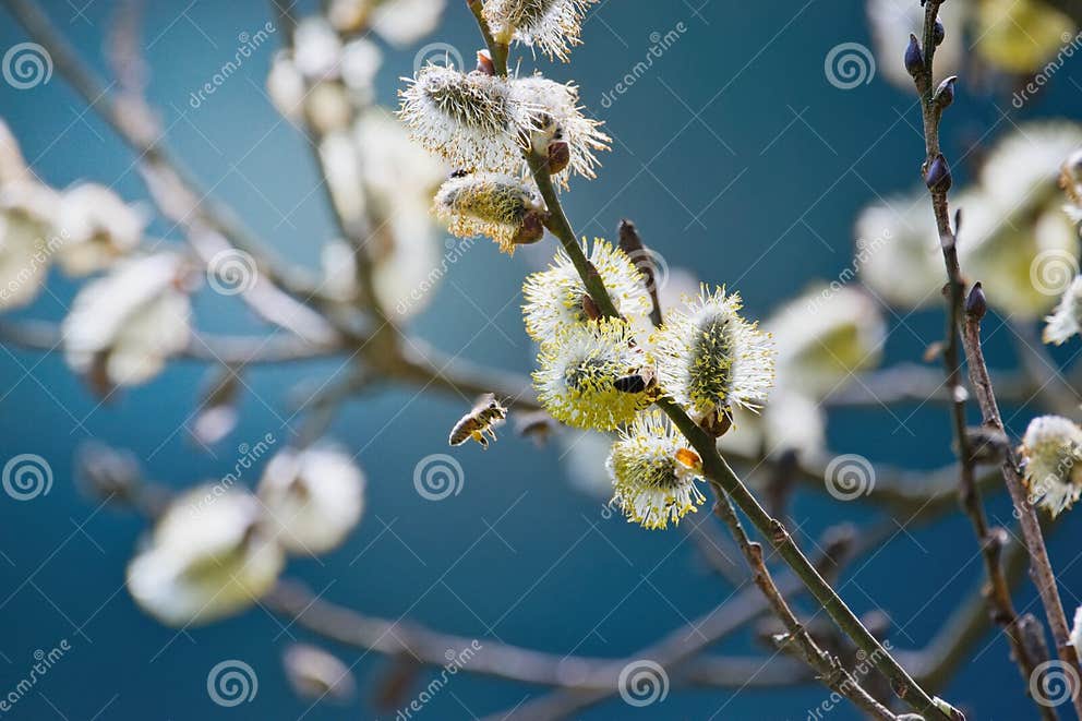 Fresh Spring Catkins Branches and Honey Bees in the Sunlight Stock ...
