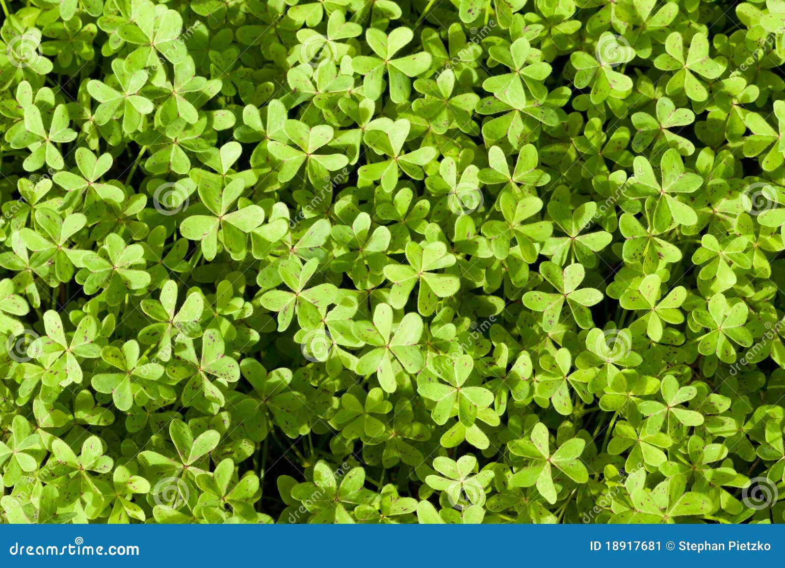 Fresh Spring Clover Background Stock Image - Image of clover ...