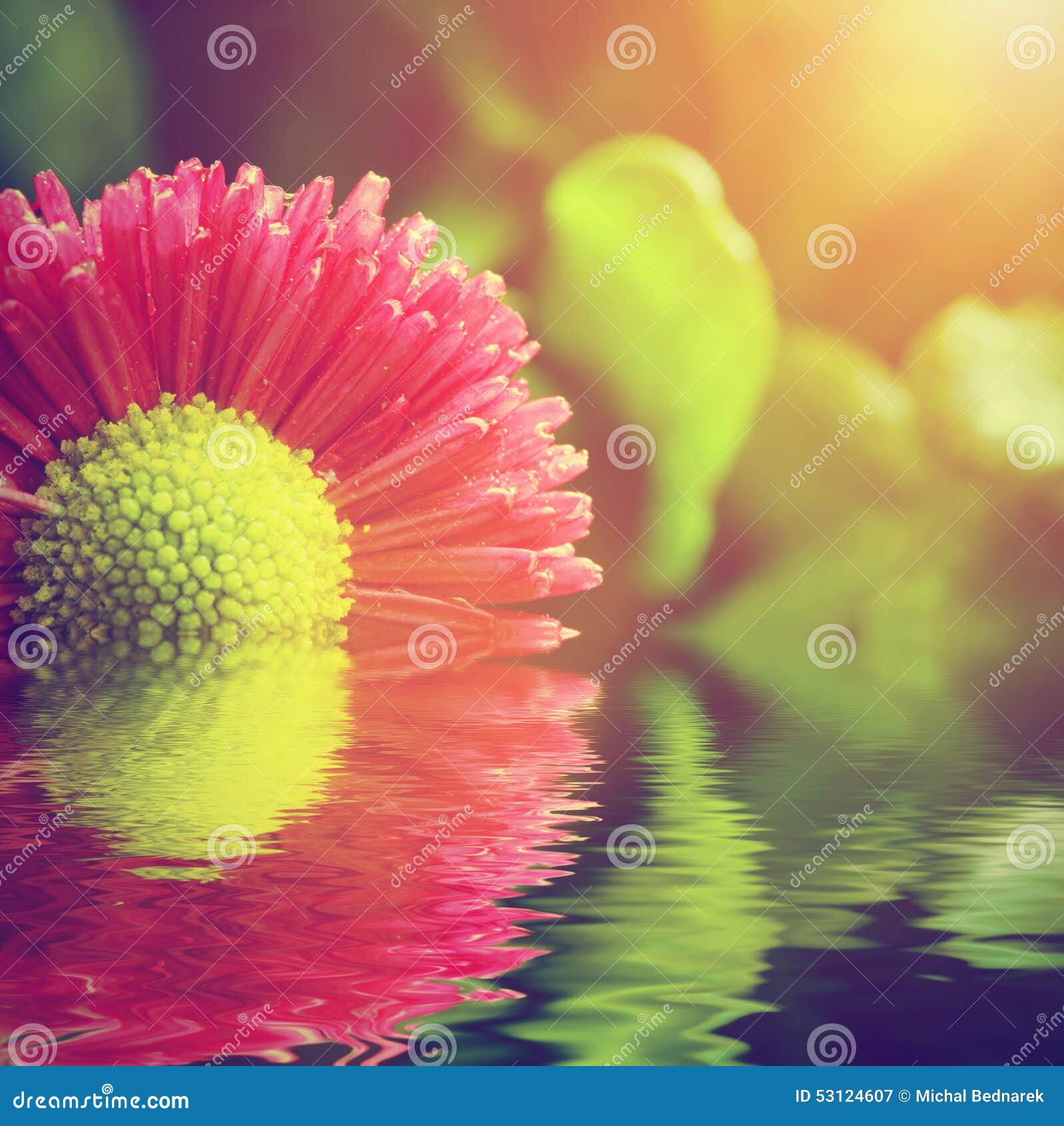 Fresh Spring Daisy Flower in Water. Nature, Spa, Zen Stock Image ...