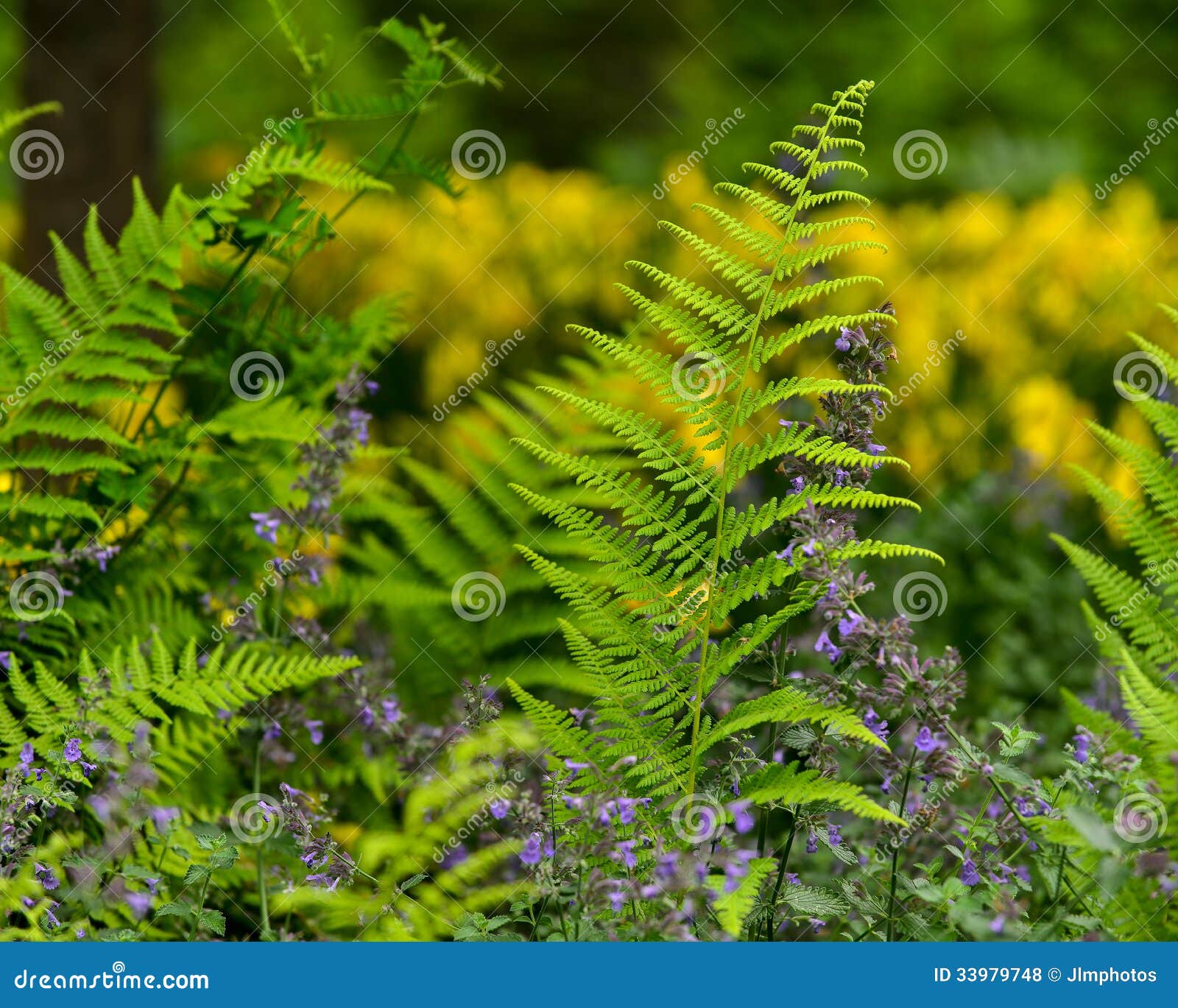 Fresh Spring Fern stock photo. Image of flora, pattern - 33979748