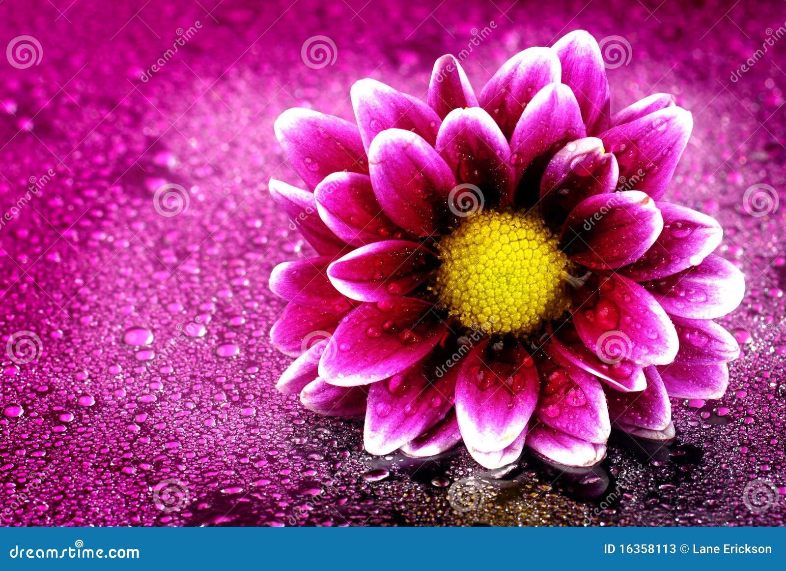 Fresh Spring Flower stock image. Image of beautiful, bouquet - 16358113