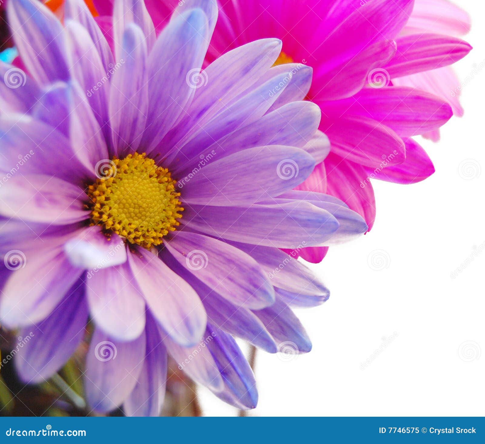 Fresh Spring Flowers stock image. Image of blooms, flowers - 7746575