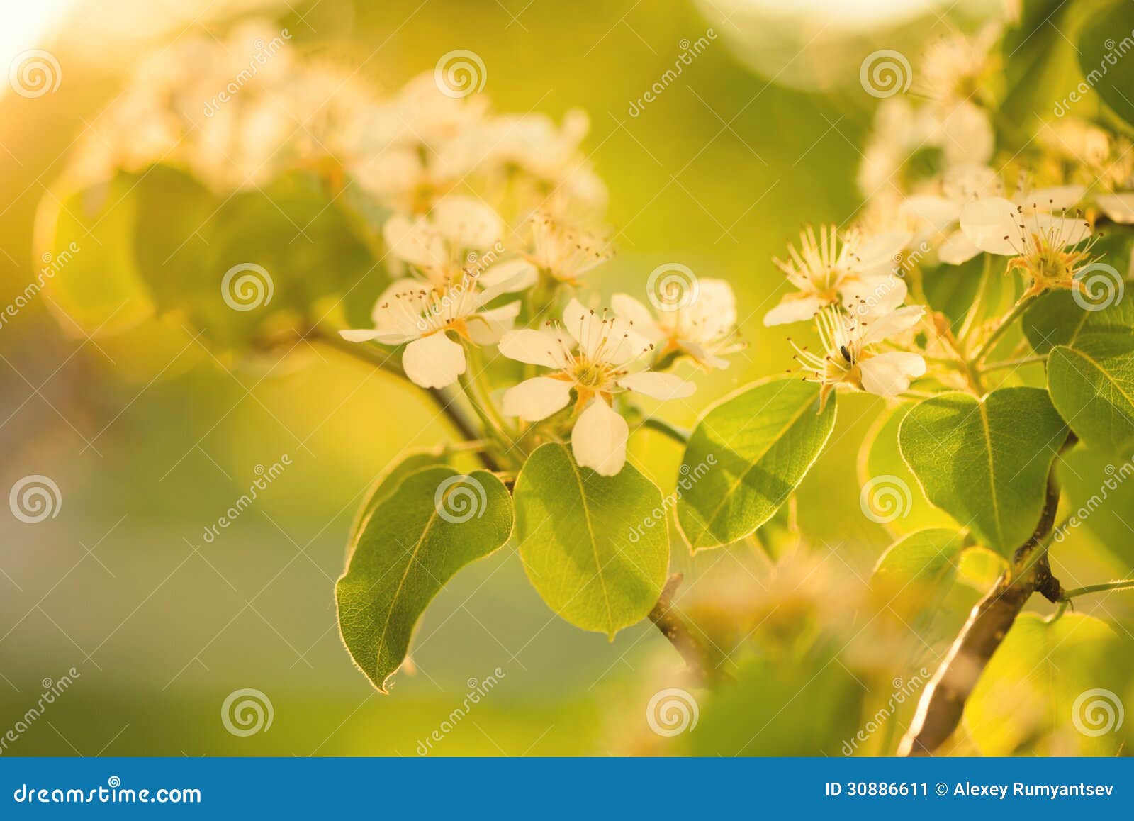 Fresh spring flowers stock image. Image of floral, fresh - 30886611