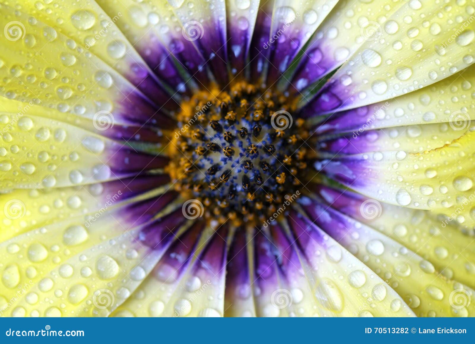 Fresh Spring Flowers Dripping Wet with Freshness Stock Photo - Image of ...