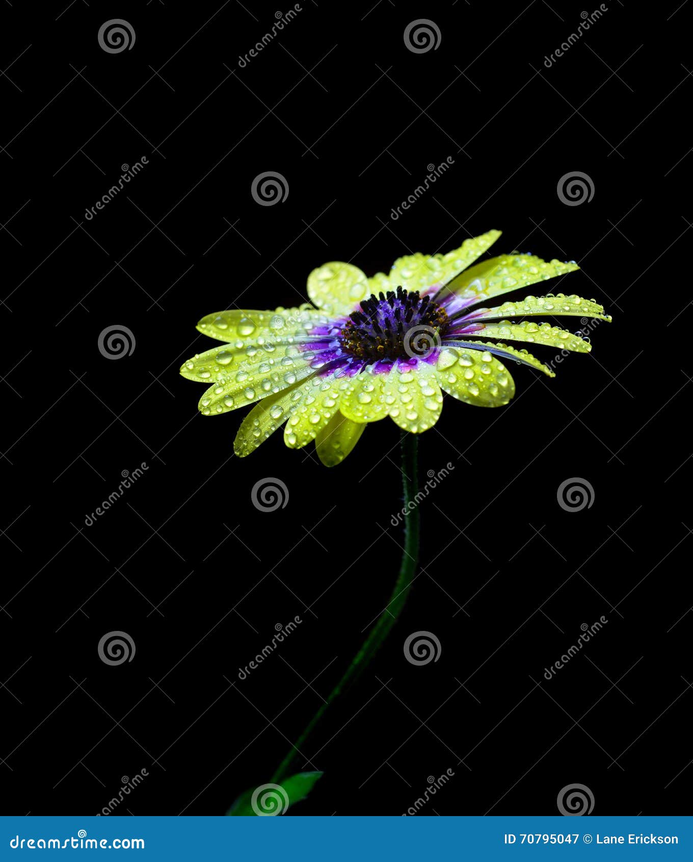 Fresh Spring Flowers Dripping Wet with Freshness Stock Image - Image of ...