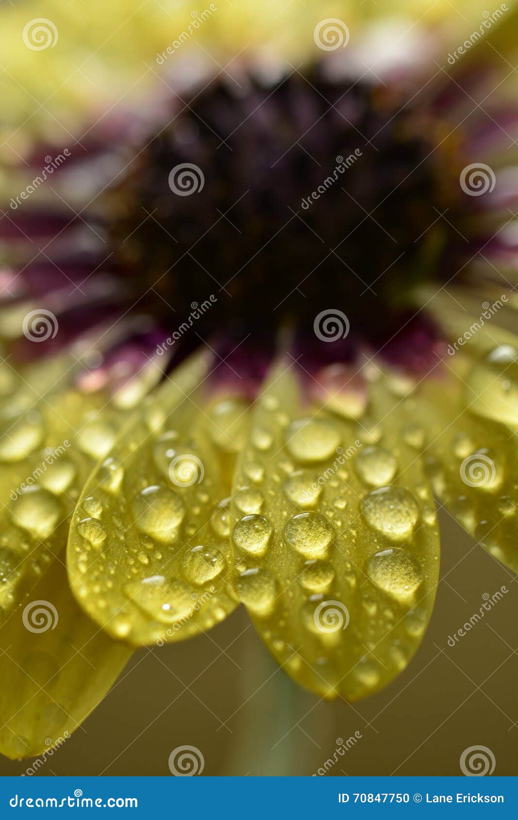 Fresh Spring Flowers Dripping Wet with Freshness Stock Photo - Image of ...