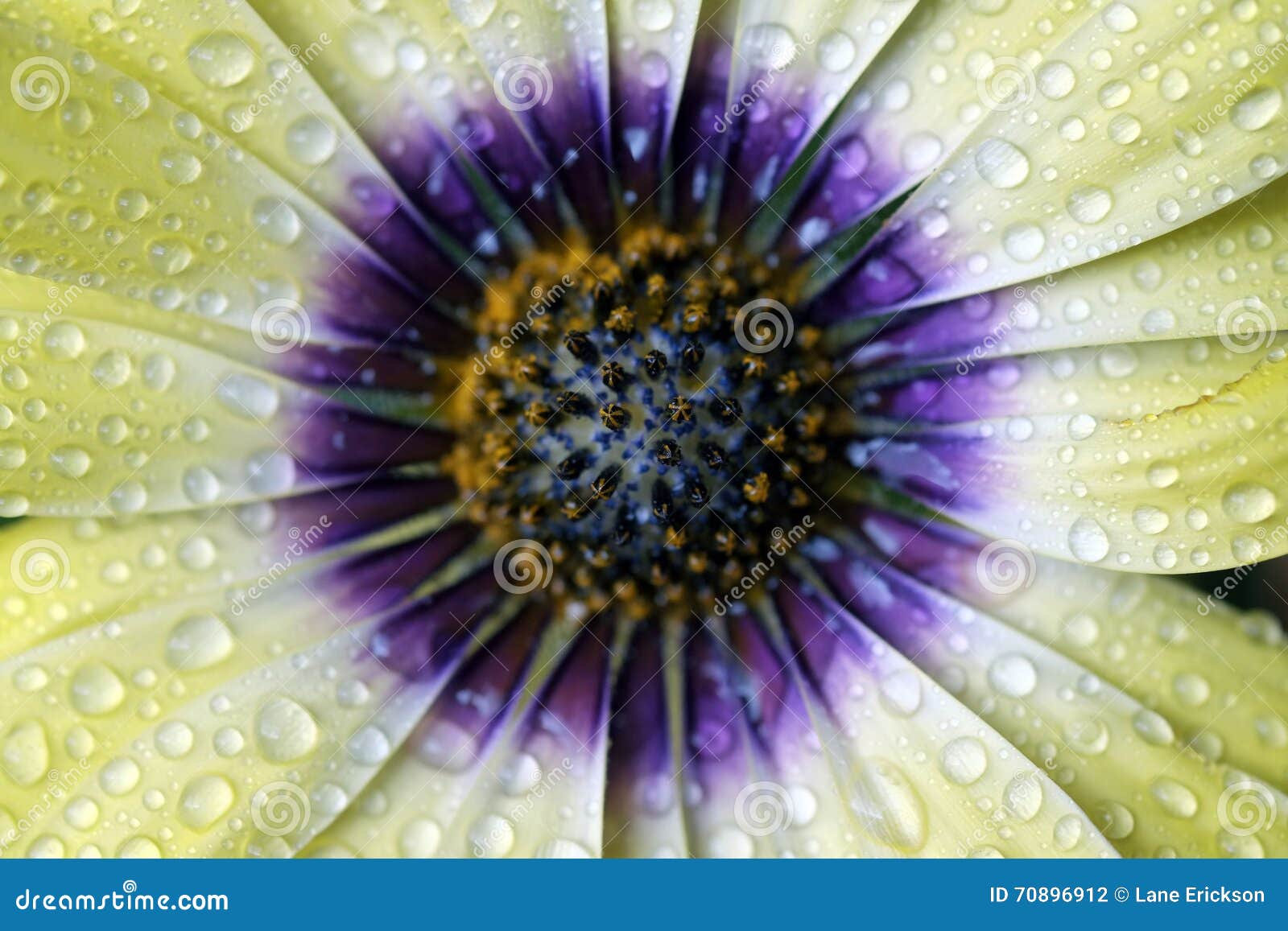 Fresh Spring Flowers Dripping Wet with Freshness Stock Photo - Image of ...